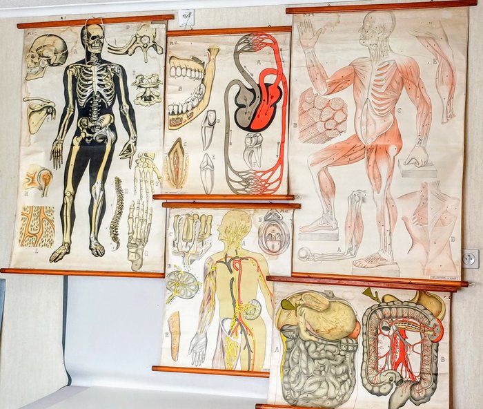 Anatomical model (5) - license plate - 1950-1960 - Anatomy of the body ...