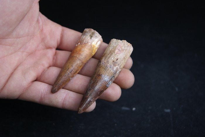 Spinosaurus Collection - Fossil teeth - Spinosaurus... | Barnebys