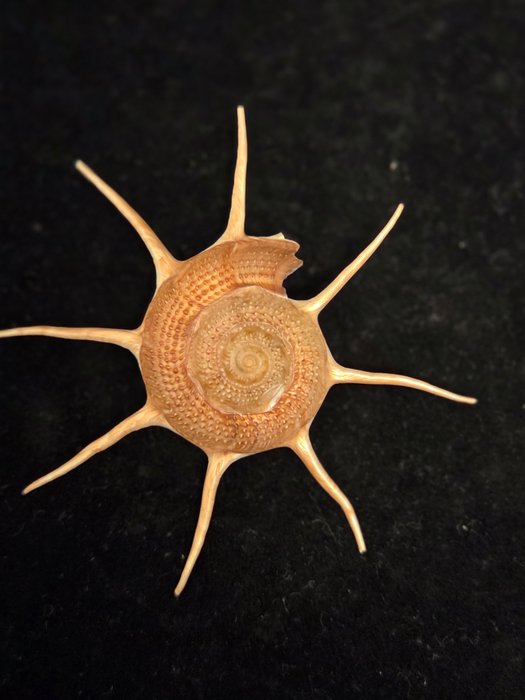 Sea Snail Sea shell - M-928 GUILDFORDIA YOKA (No Reserve Price) | Barnebys