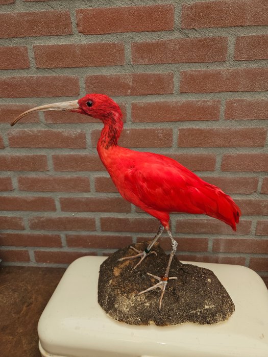 Scarlet Ibis Taxidermy full body mount - eudocimus ruber... | Barnebys