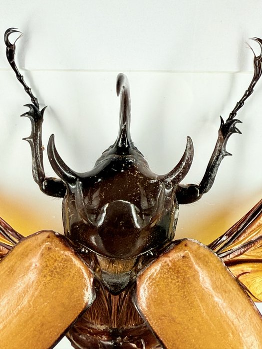 Rhinoceros beetle in a frame Taxidermy full body mount... | Barnebys