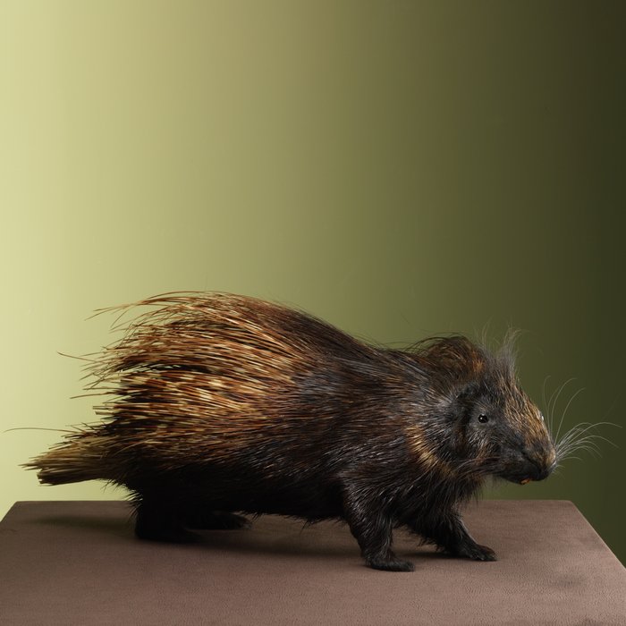 Porcupine Taxidermy full body mount - Hystrix cristata... | Barnebys