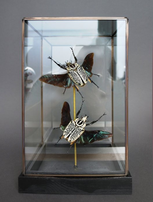 Beetle Taxidermy full body mount - Goliathus orientalis... | Barnebys
