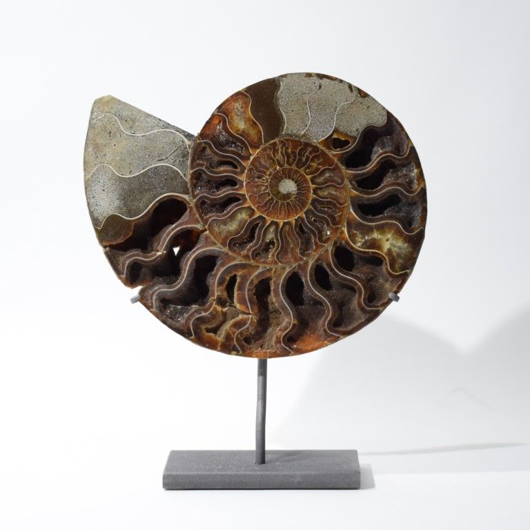 Ammonite fossil on stand Africa? Section of an ammonite on a metal base ...