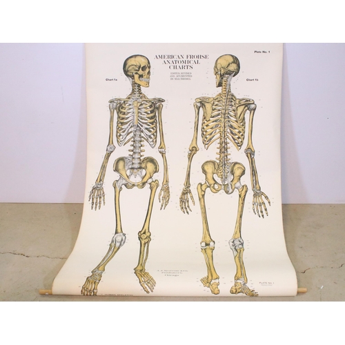 Mid 20th Century American Frohse Anatomical Chart by Max Bro... | Barnebys