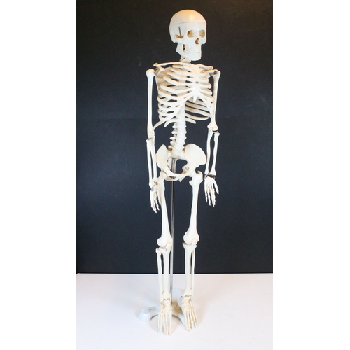Plastic model of a human skeleton with articulated limbs and... | Barnebys