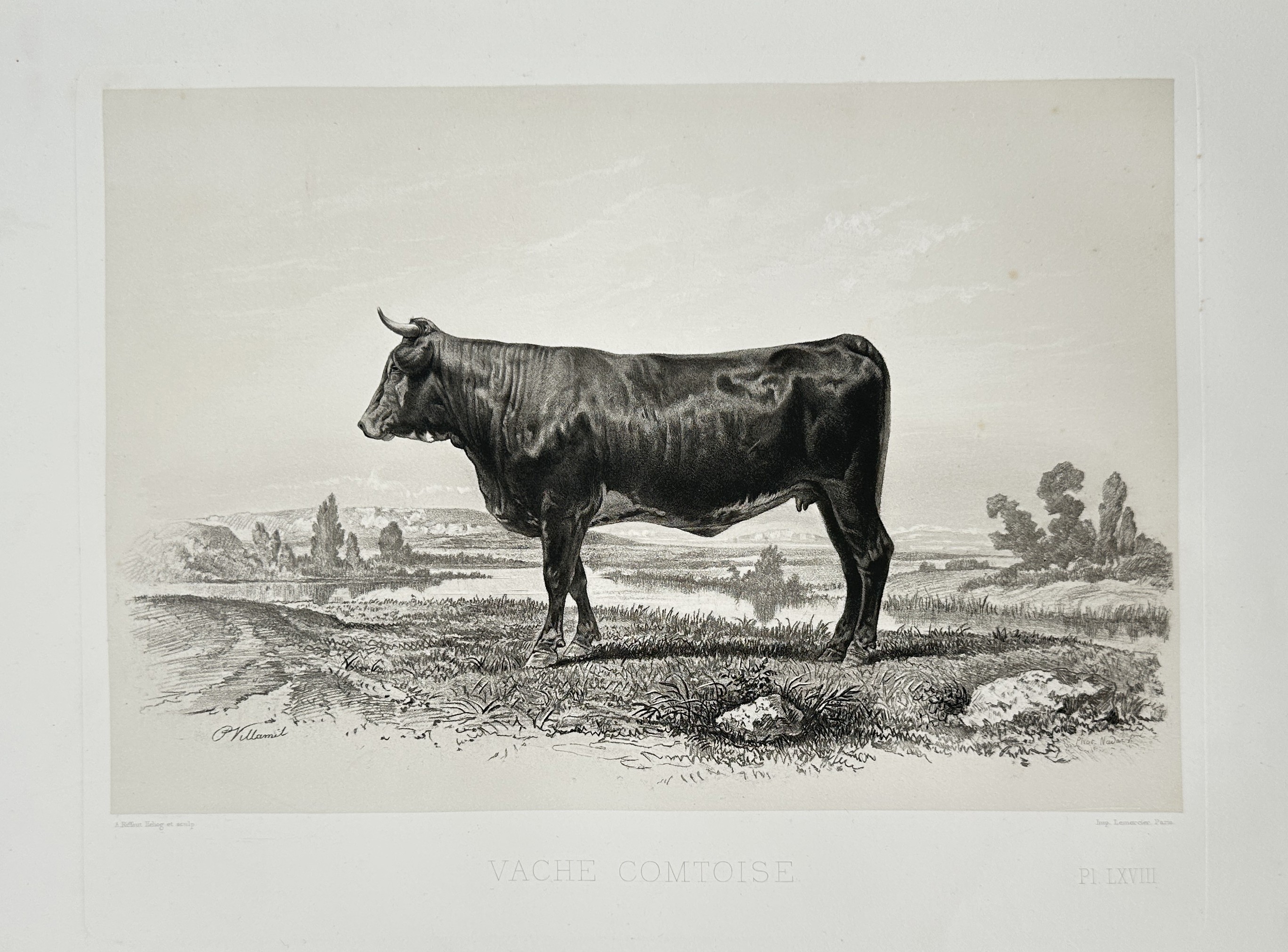 Emile Baudement – Comtoise cow – Plate from Les races bovines ...