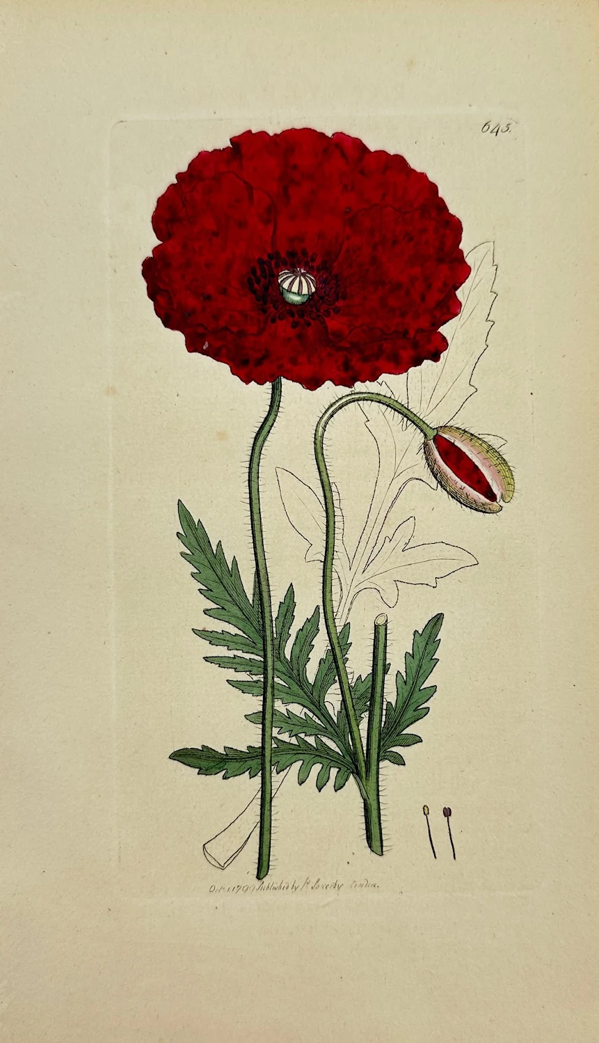 Antique Botanical Print - James Sowerby - Papaver Rhoeas - Common Poppy ...