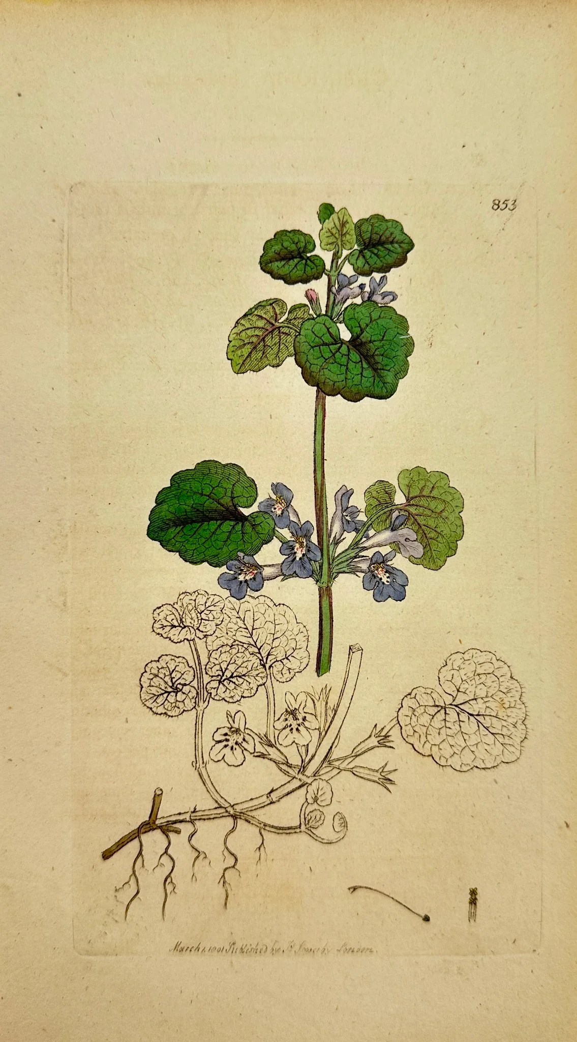 Antique Botanical Print - James Sowerby - Glechoma Hederacea - Ground ...
