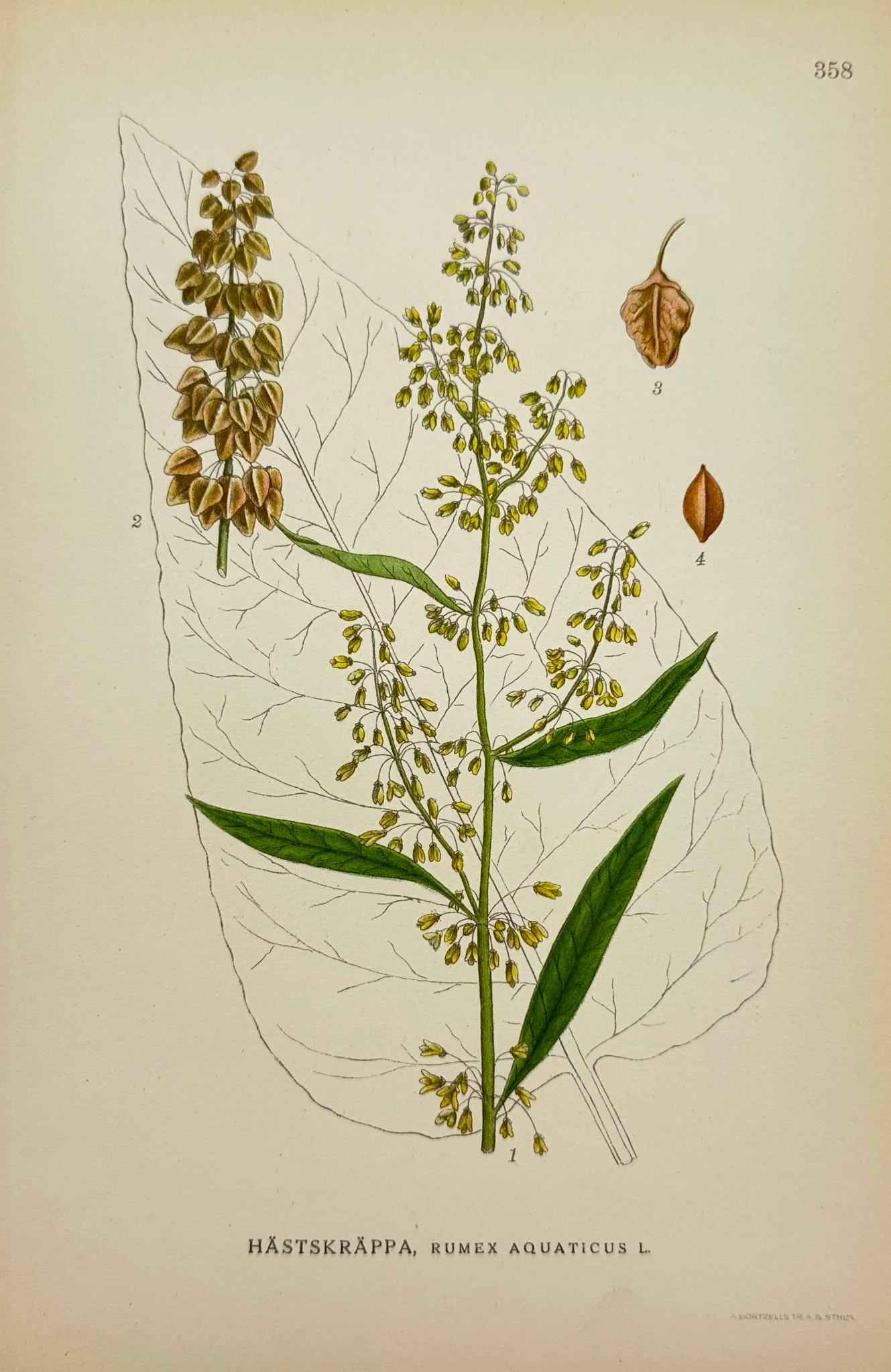 Antique Botanical Print - Carl Lindman - Rumex Aquaticus - Water Dock ...