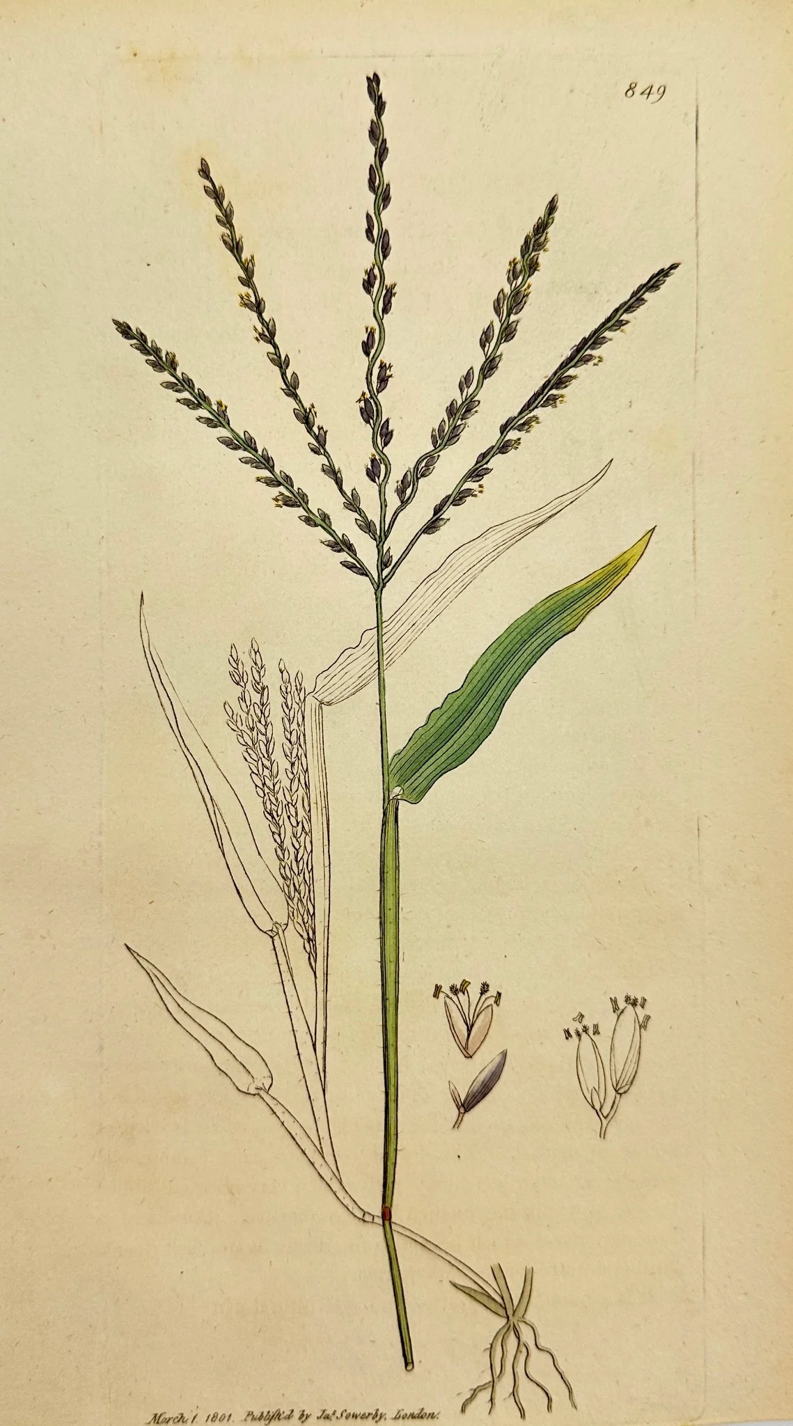 Antique Botanical Print - James Sowerby - Panicum Sanguinale ...