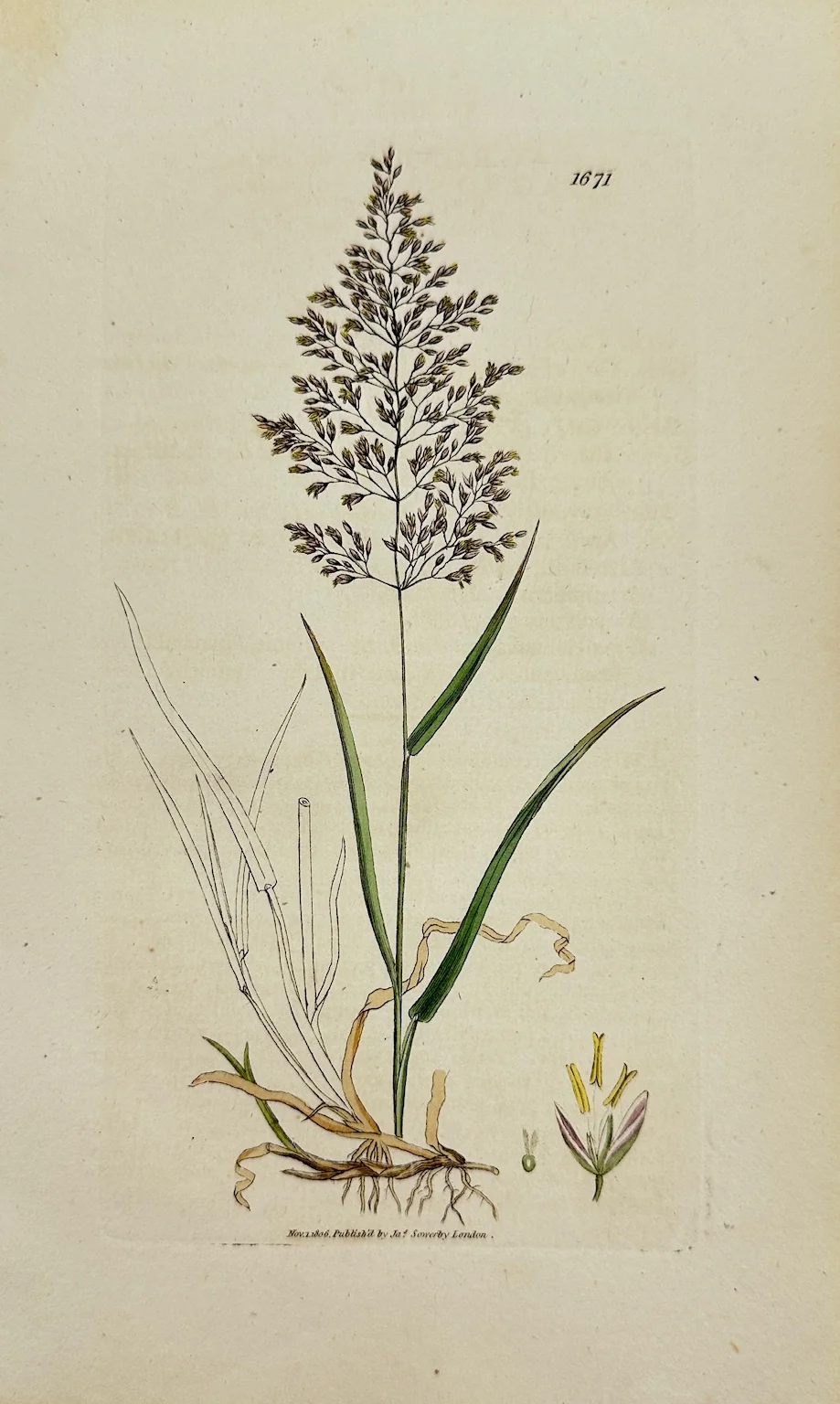 Antique Print - James Sowerby - Agrostis Vulgaris - Common Bentgrass ...