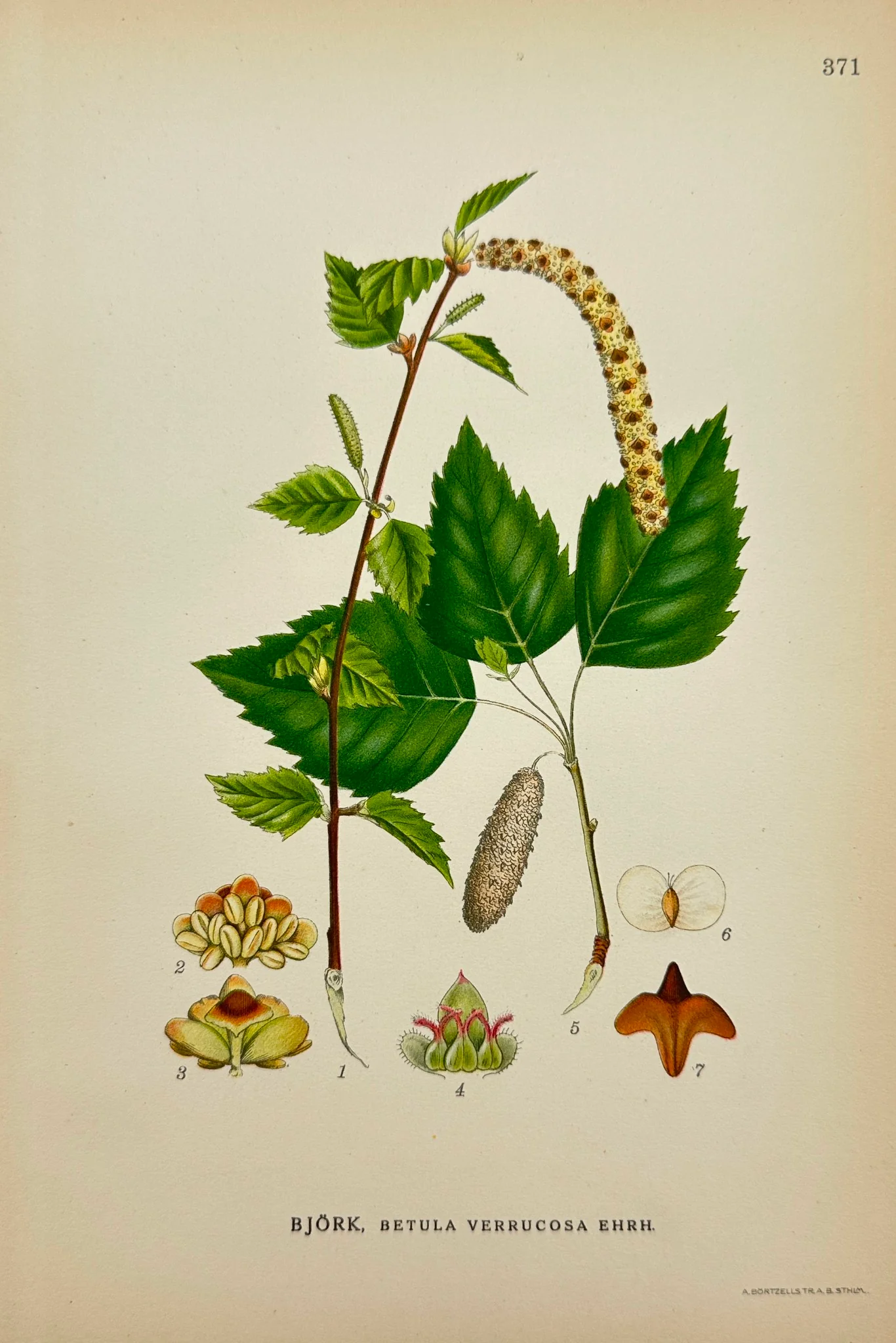 Antique Botanical Print - Carl Lindman - Silver Birch - Betula ...