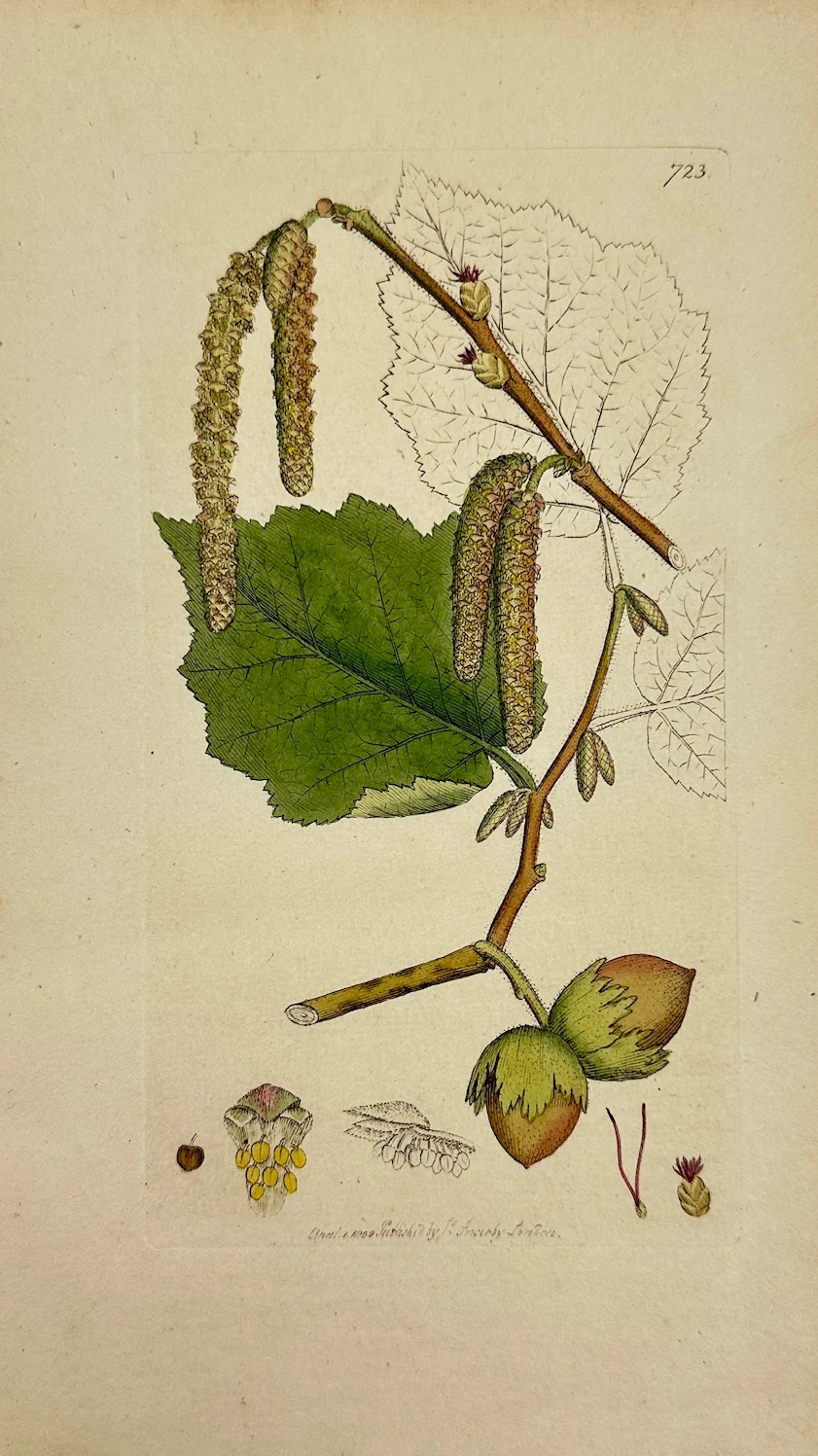 Antique Botanical Print - James Sowerby - Corylus Avellana - Hazel - F1 ...