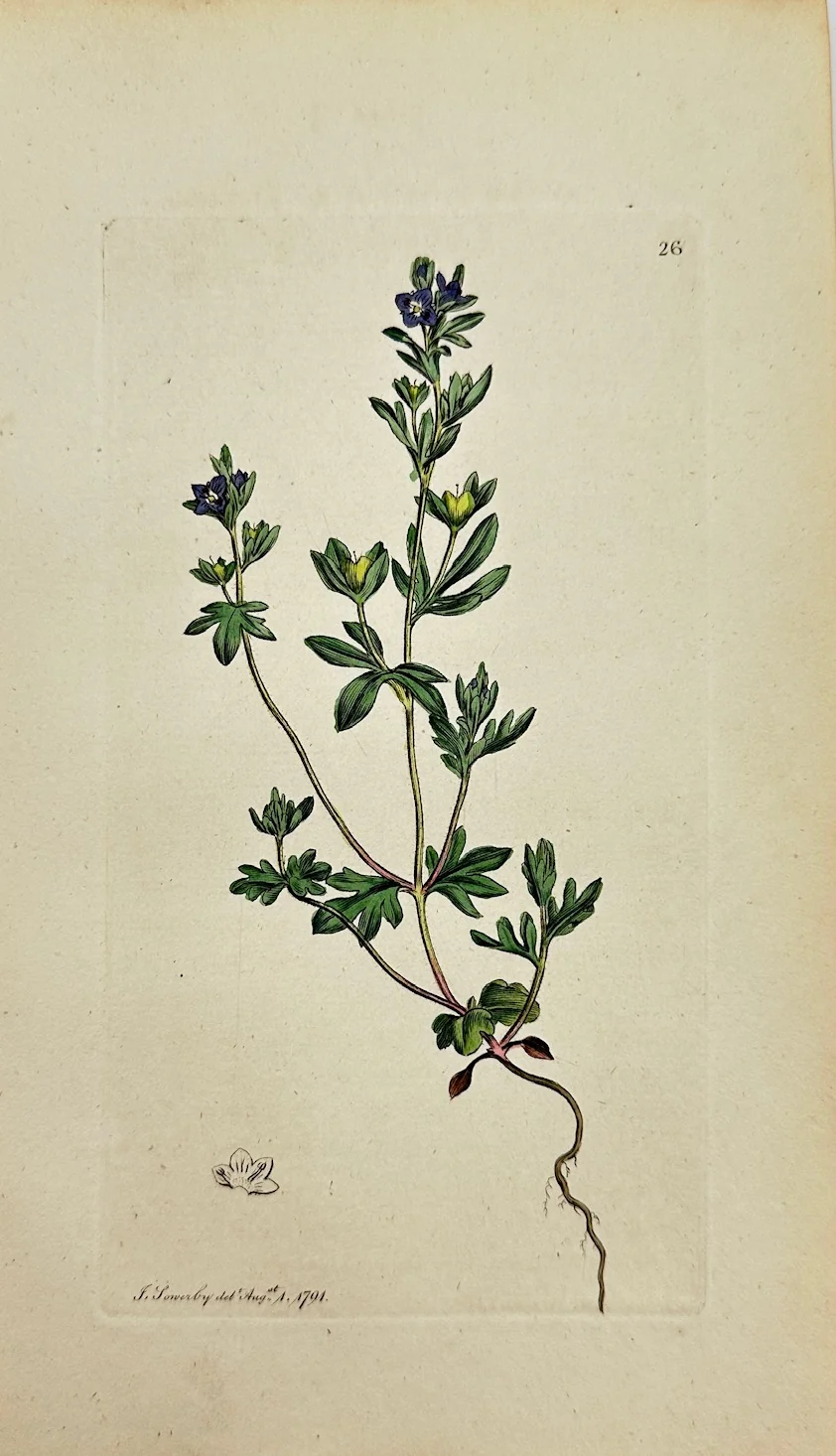 Antique Print - Sowerby - Veronica Triphyllos - Three-leaved Speedwell ...