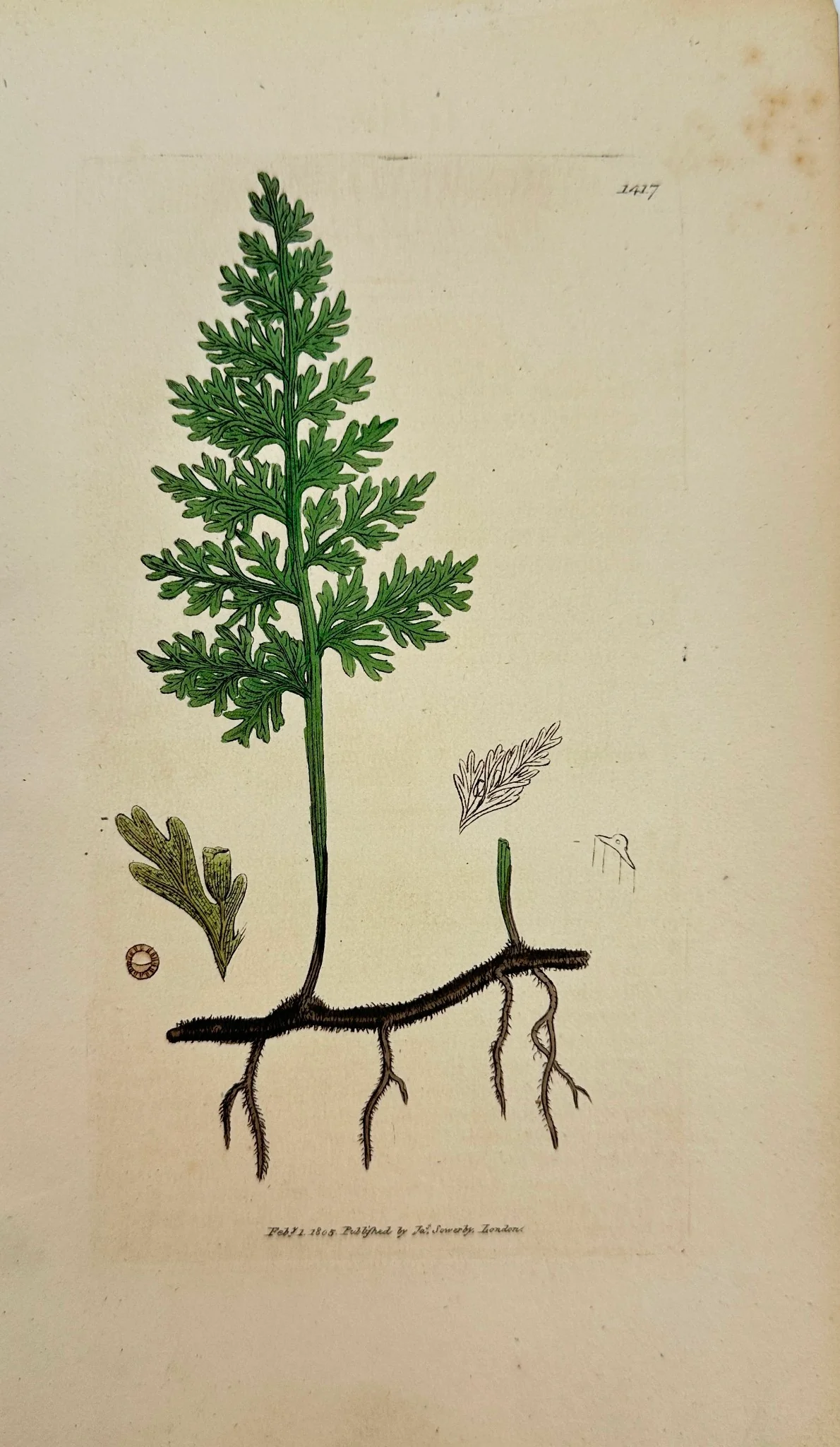 Antique Print - Sowerby - Hymenophyllum Alatum - Wing-stalked Filmy ...