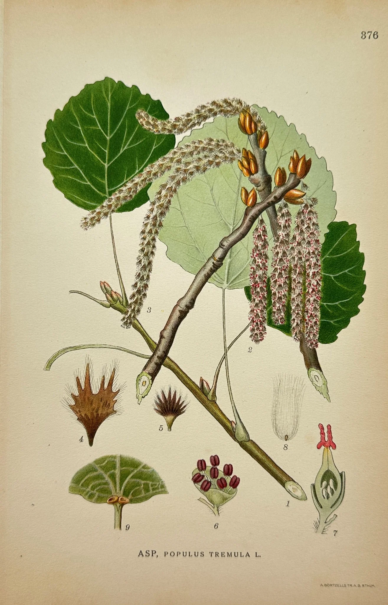 Antique Botanical Print - Carl Lindman - Quaking Aspen - Populus ...