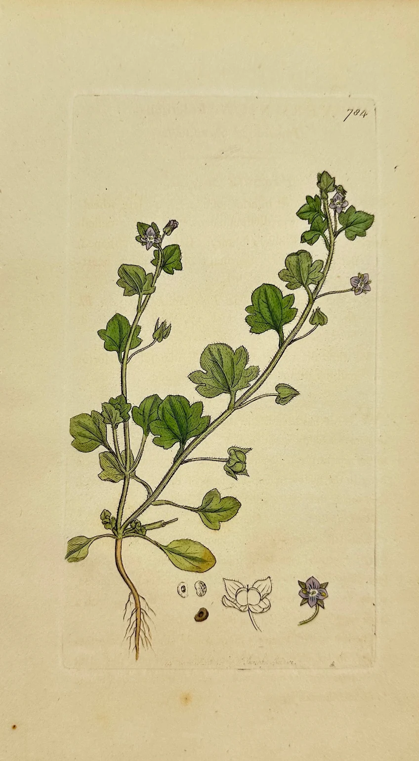 Antique Print - Sowerby - Veronica Hederifolia - Ivy-leaved Speedwell ...