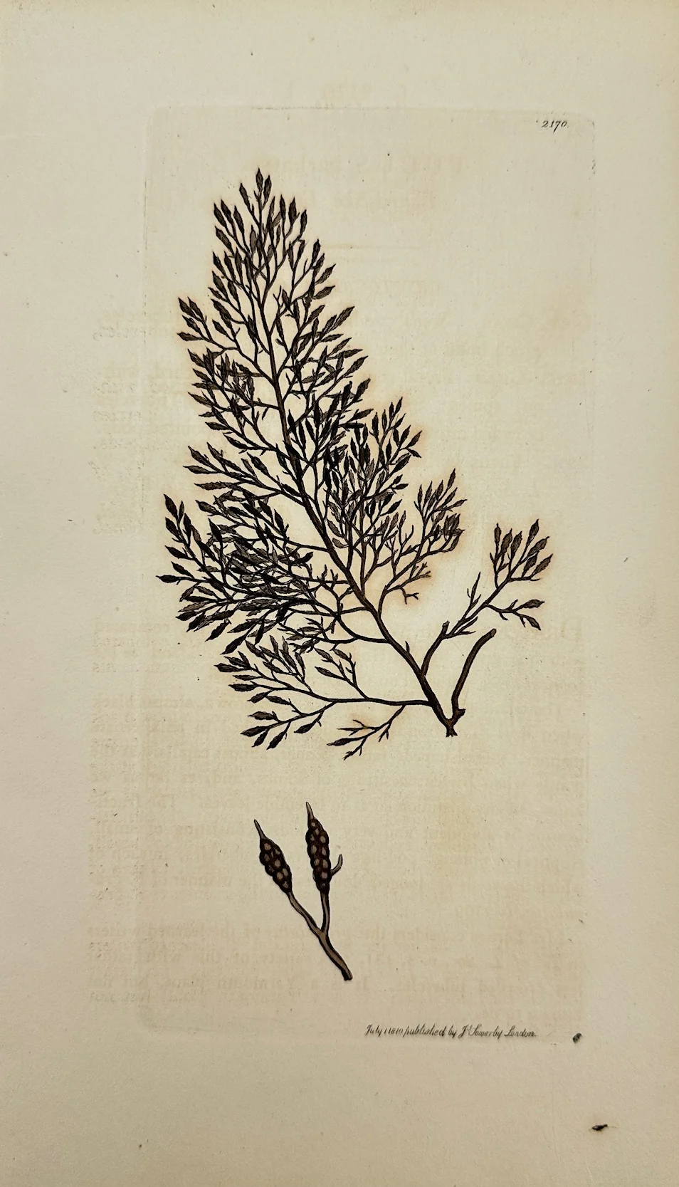 Antique Botanical Print - James Sowerby - Fucus Barbatus - Beard-like ...