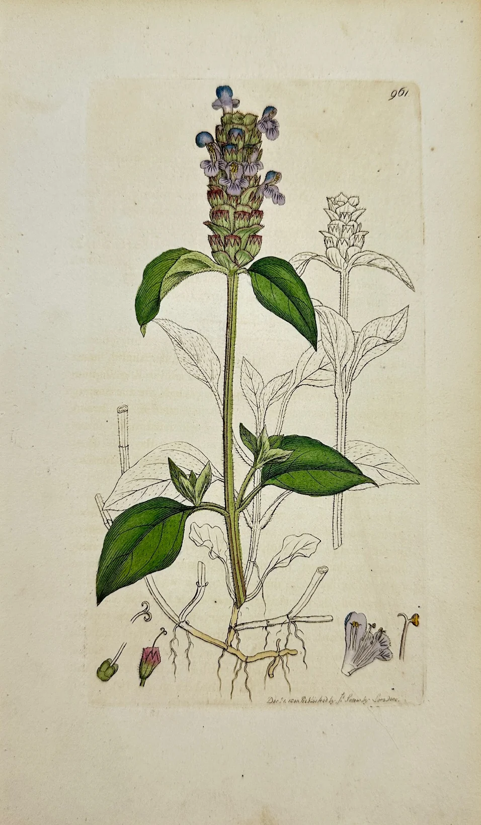 Antique Botanical Print - James Sowerby - Prunella Vulgaris - Self-heal ...