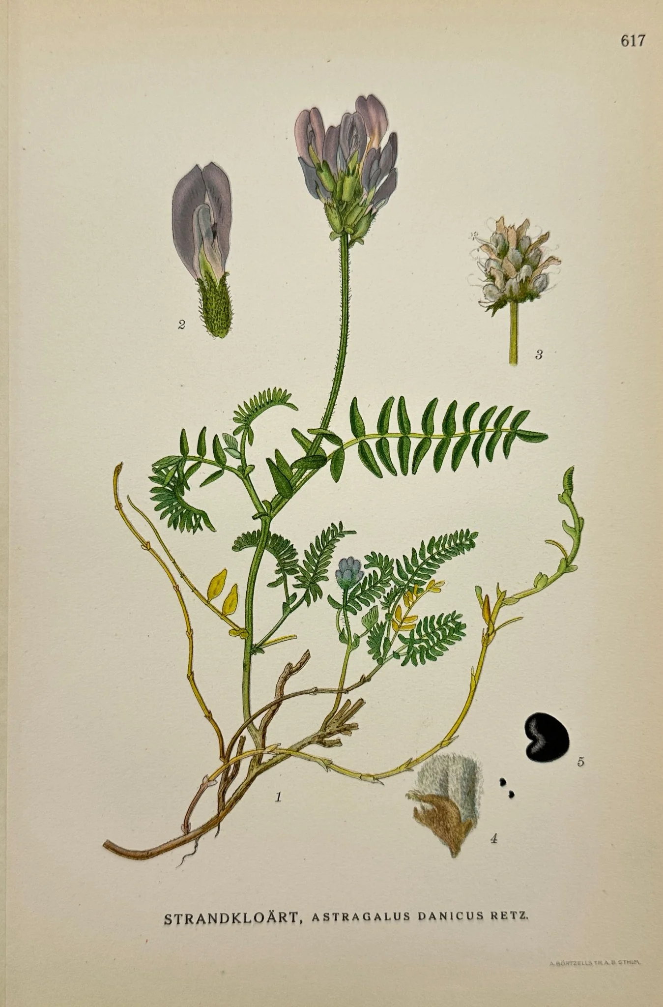 Antique Print - Carl Lindman - Danish Milkvetch - Astragalus Danicus ...