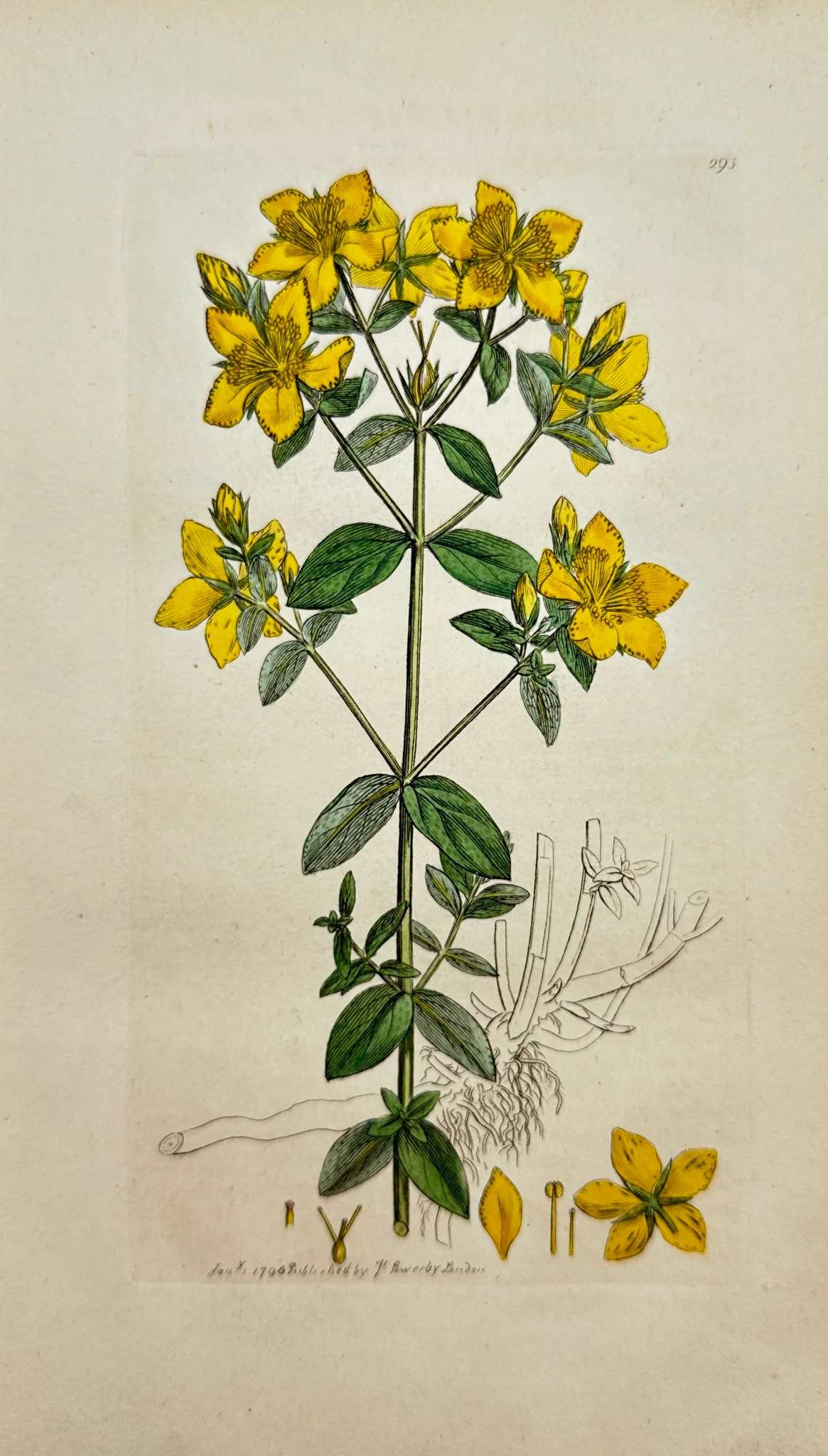 Antique Print - Sowerby - Hypericum Perforatum - Perforated St. John's ...