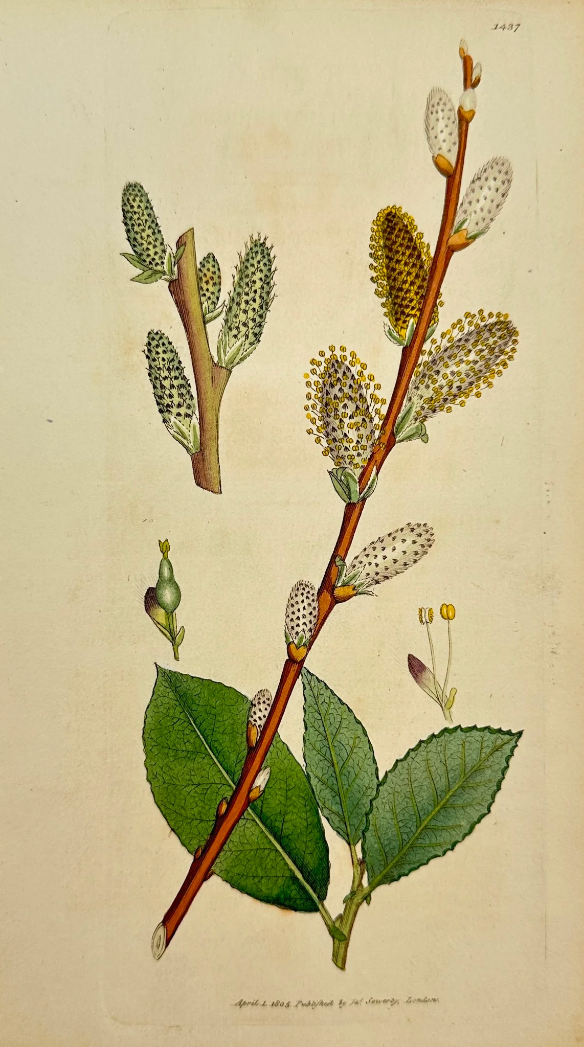 Antique Botanical Print - James Sowerby - Salix Aquatica - Water Sallow ...