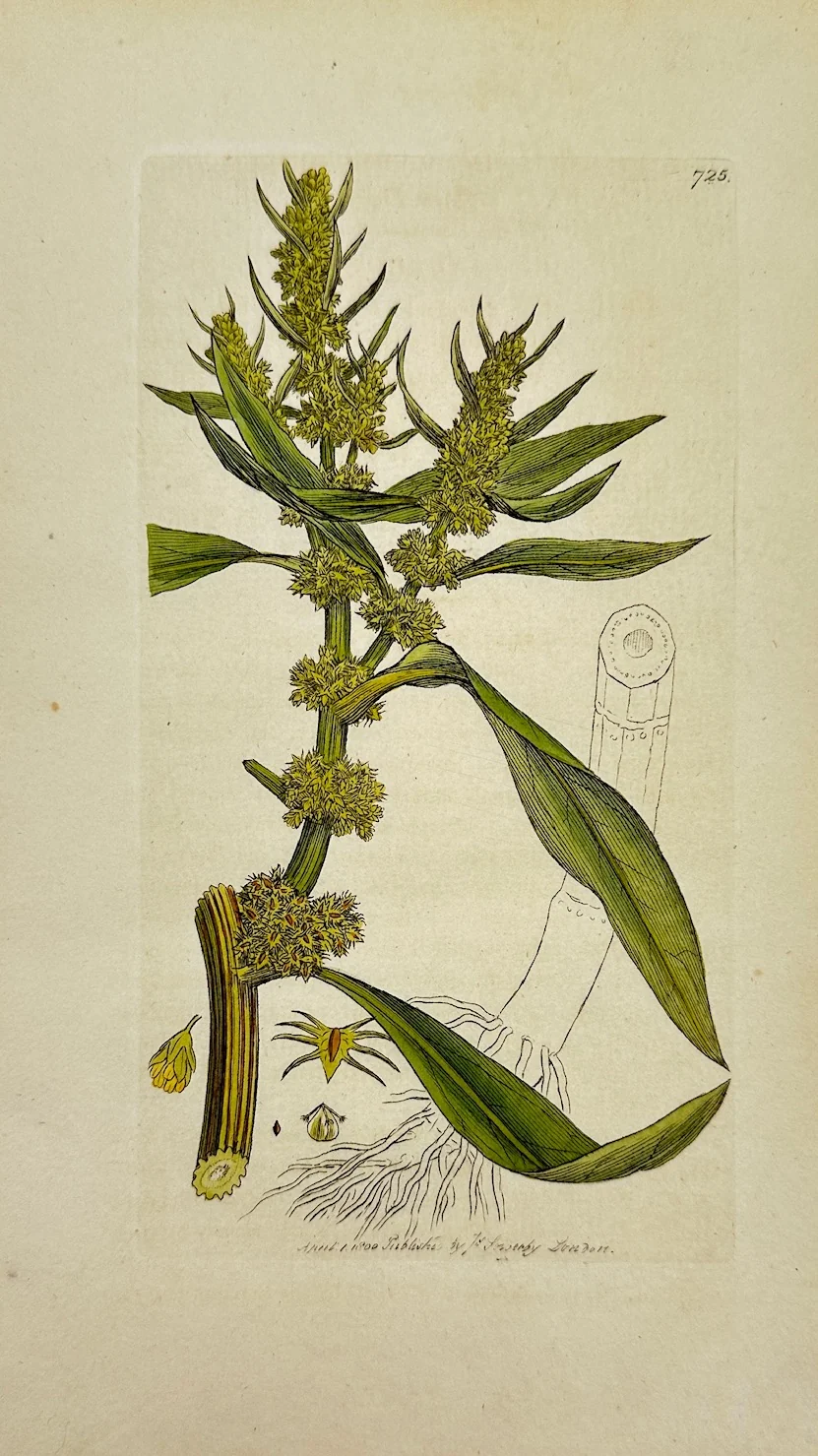 Antique Botanical Print - James Sowerby - Rumex Maritimus - Sea Dock ...