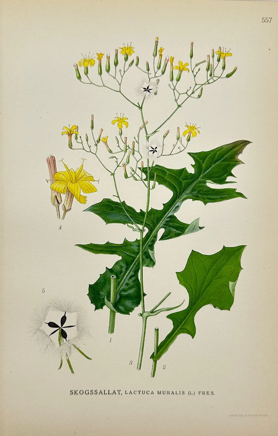 Antique Botanical Print - Carl Lindman - Wall Lettuce - Lactuca Muralis ...