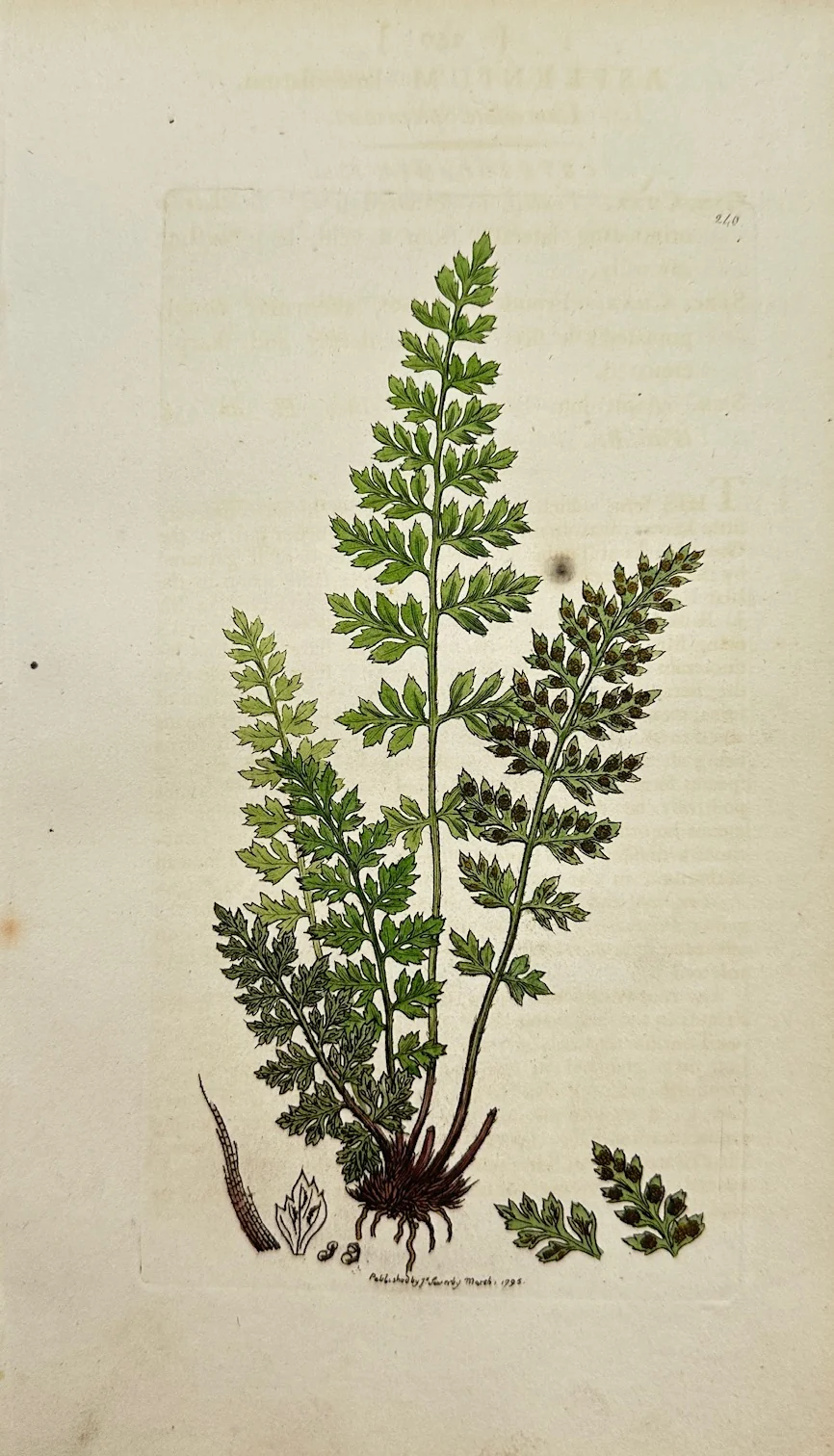 Antique Print - Sowerby - Asplenium Lanceolatum - Lanceolate Spleenwort ...