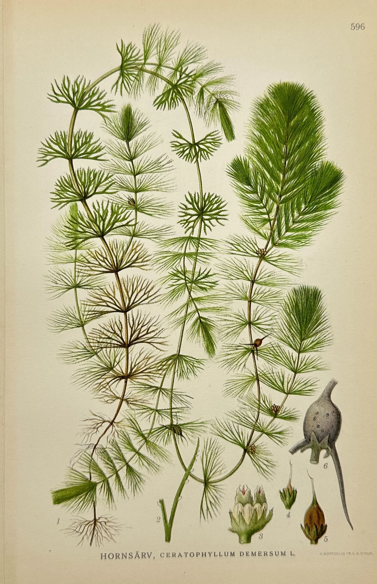 Antique Print - Carl Lindman - Common Hornwort - Ceratophyllum Demersum ...