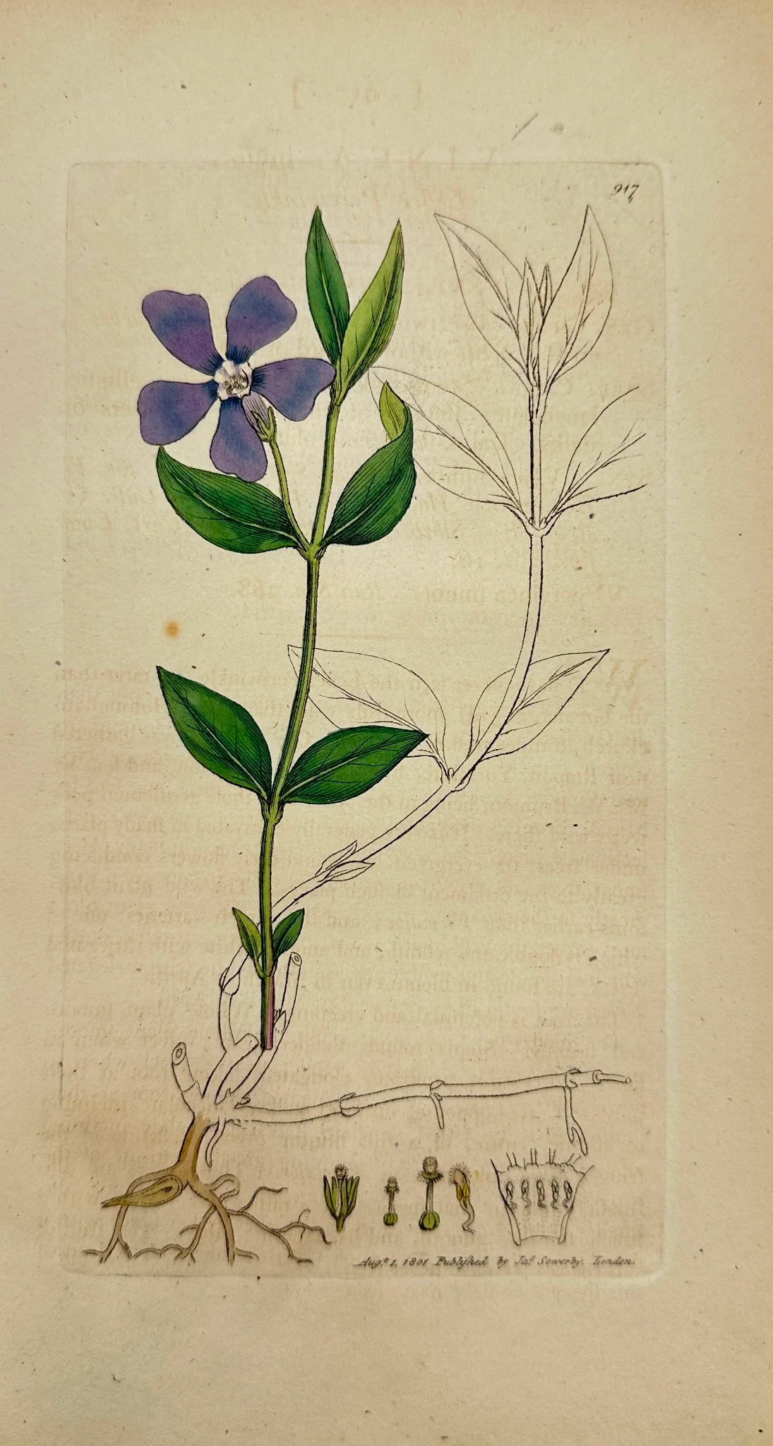Antique Botanical Print - James Sowerby - Vinca Minor - Leffer ...