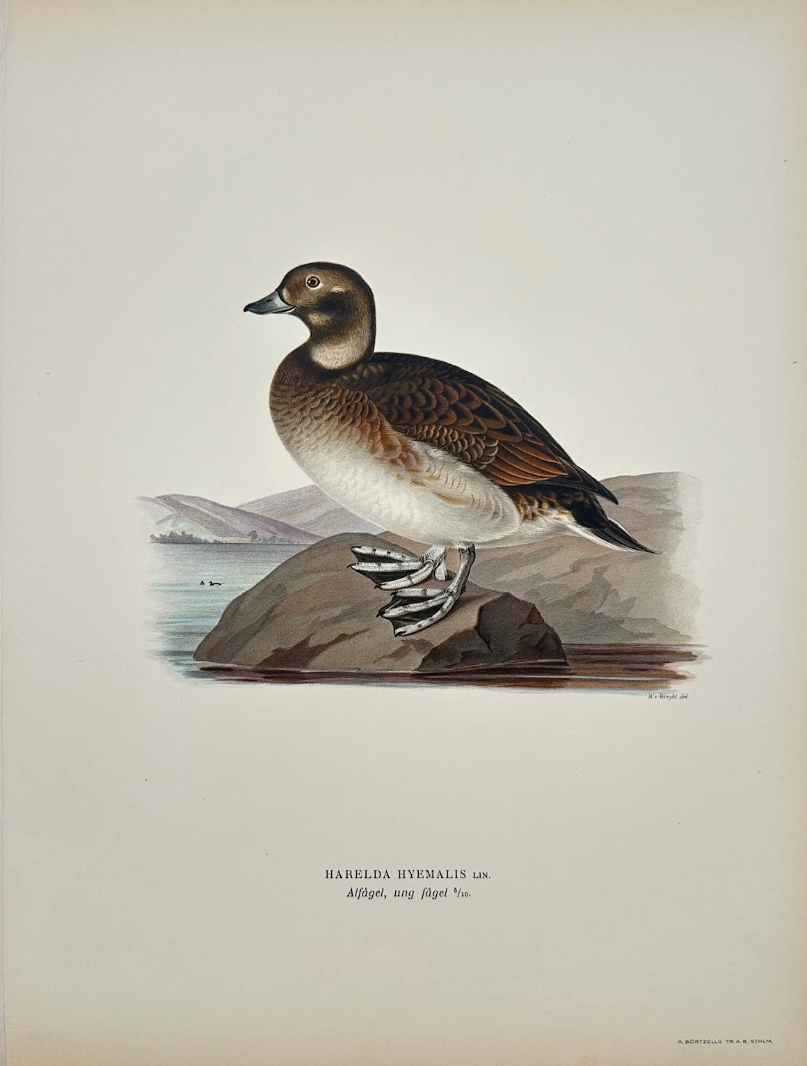 Antique Print - Magnus von Wright - Harelda Hyemalis - Long-tailed Duck ...