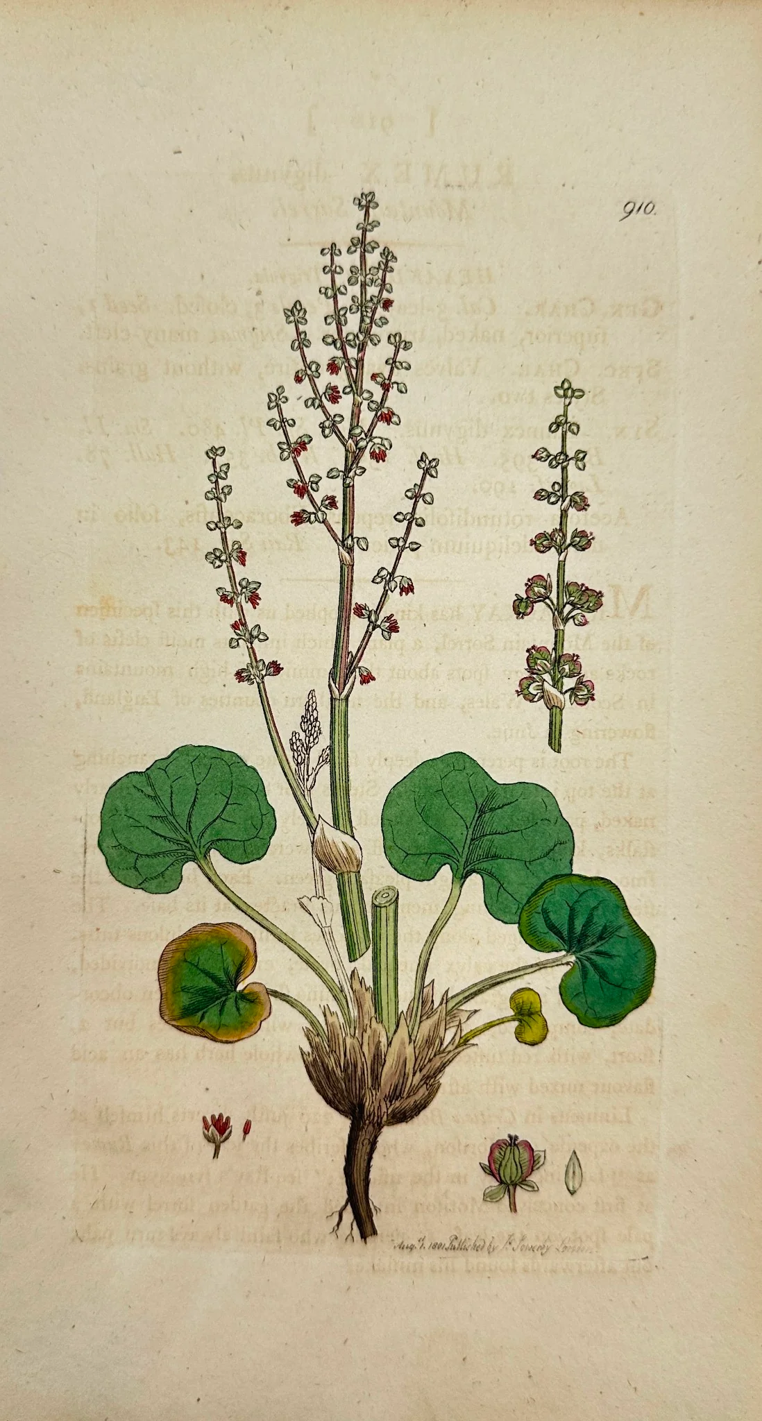 Antique Botanical Print - James Sowerby - Rumex Digynus - Mountain ...