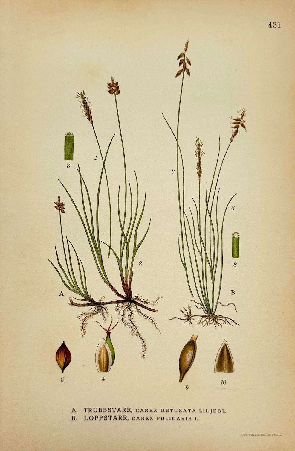 Antique Botanical Print - Carl Lindman - Blunt Star Sedge and Flea ...
