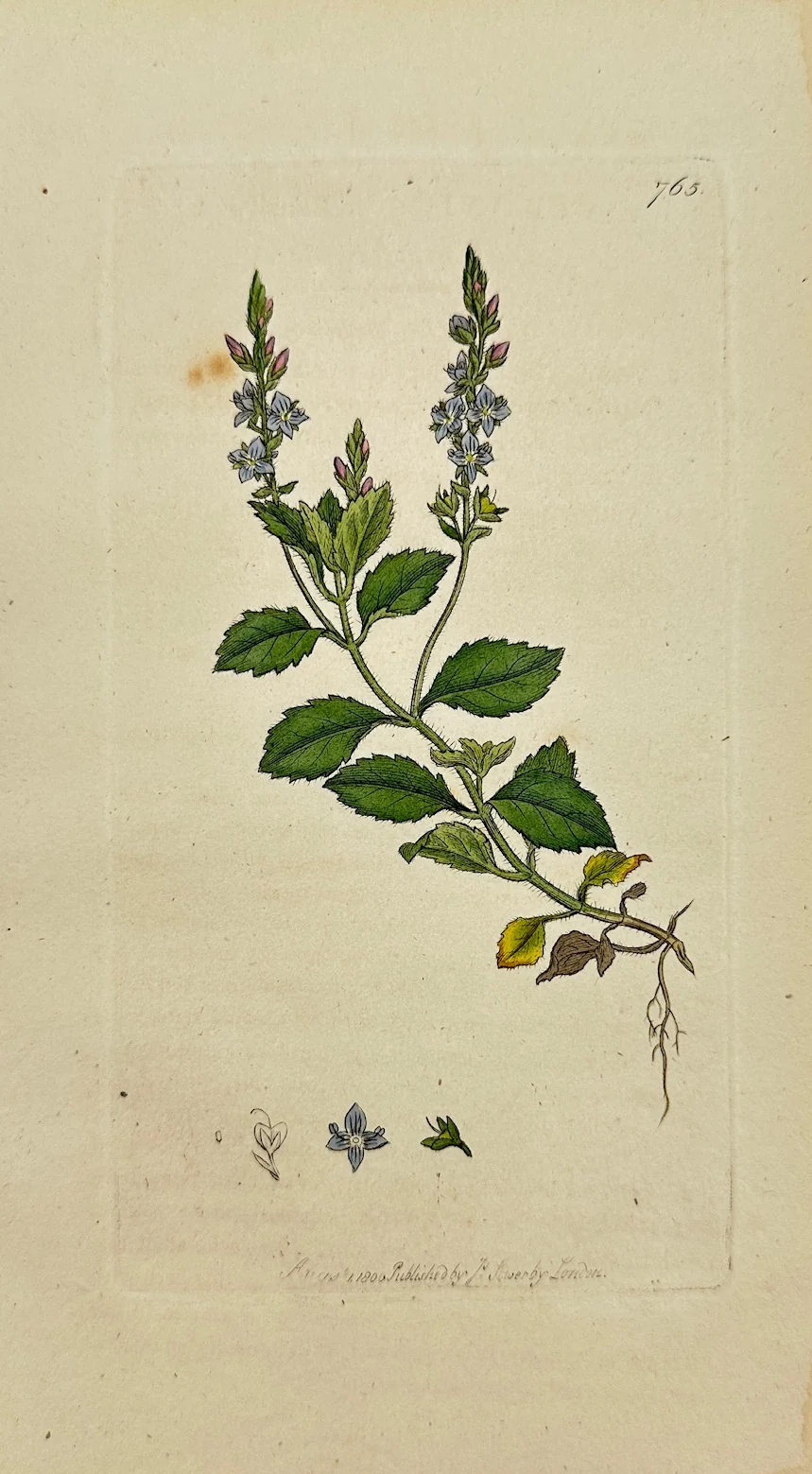 Antique Print - James Sowerby - Veronica Officinalis - Heath Speedwell ...