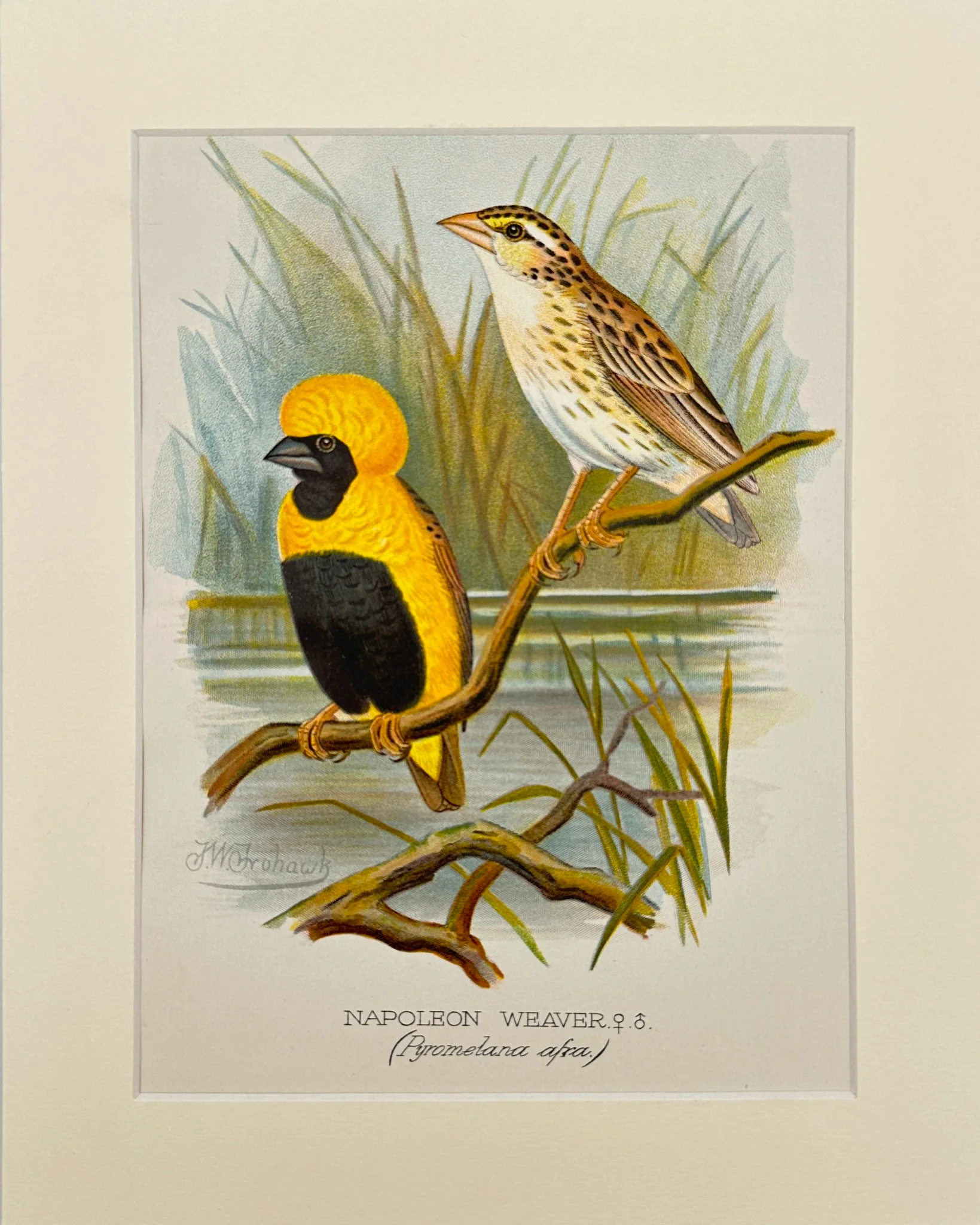 Antique Bird Print - Butler - Napoleon Weaver - Pyromelana Afra ...