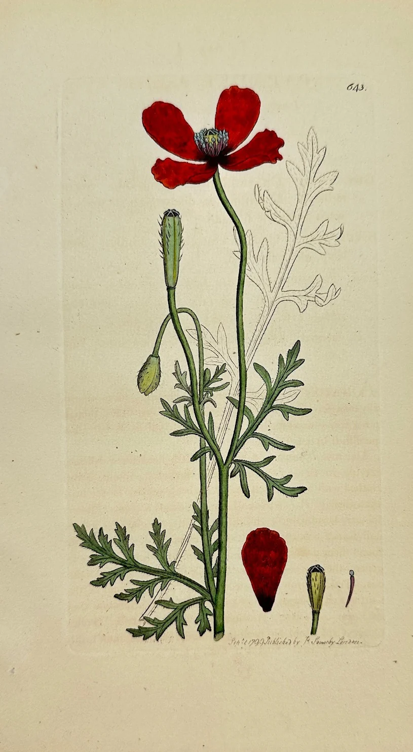 Antique Botanical Print - James Sowerby - Papaver Argemone - Horned ...