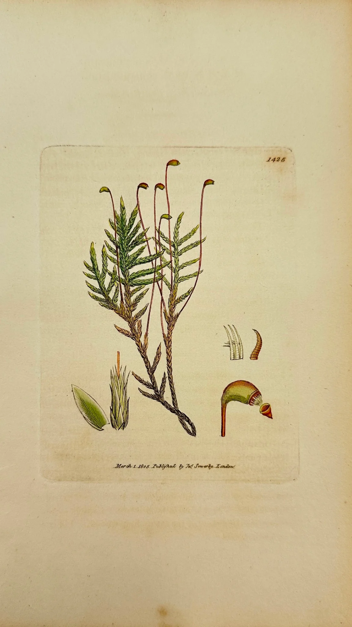 Antique Print - Sowerby - Hypnum Cuspidatum - Pointed Bog Feather-moss ...