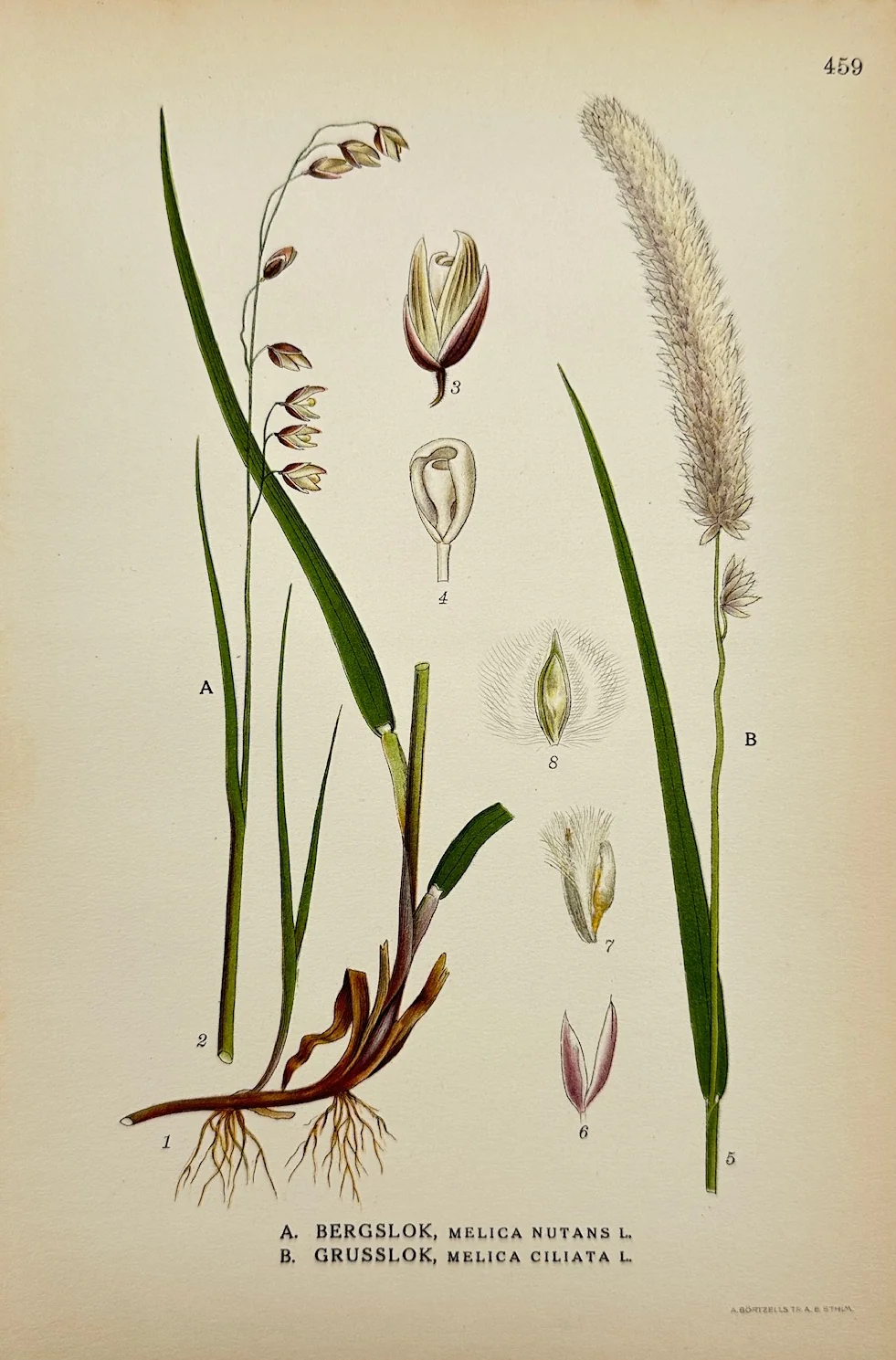 Antique Botanical Print - Carl Lindman - Mountain Melick and Fringed ...