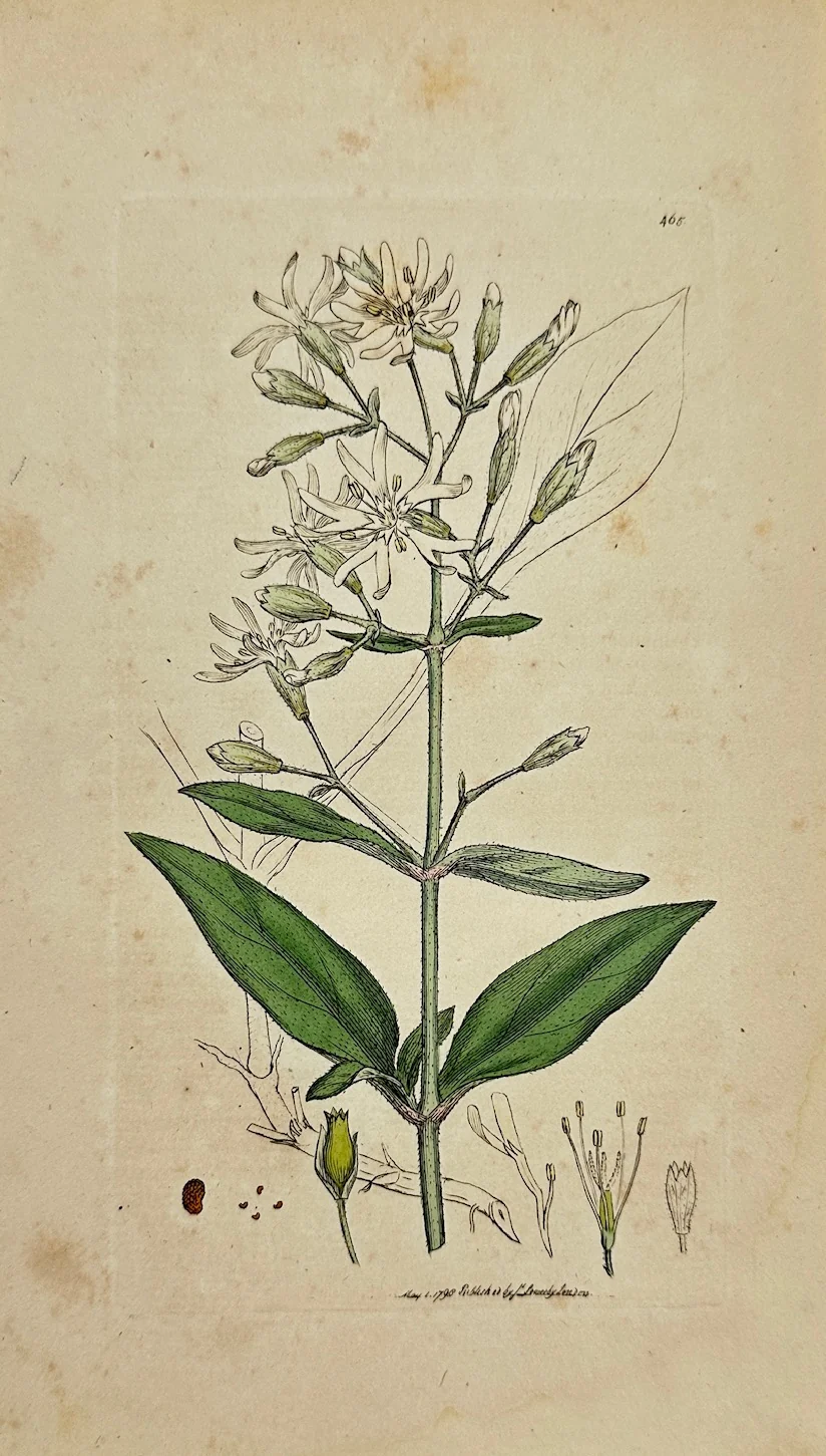Antique Botanical Print - James Sowerby - Silene Nutans - Nodding ...