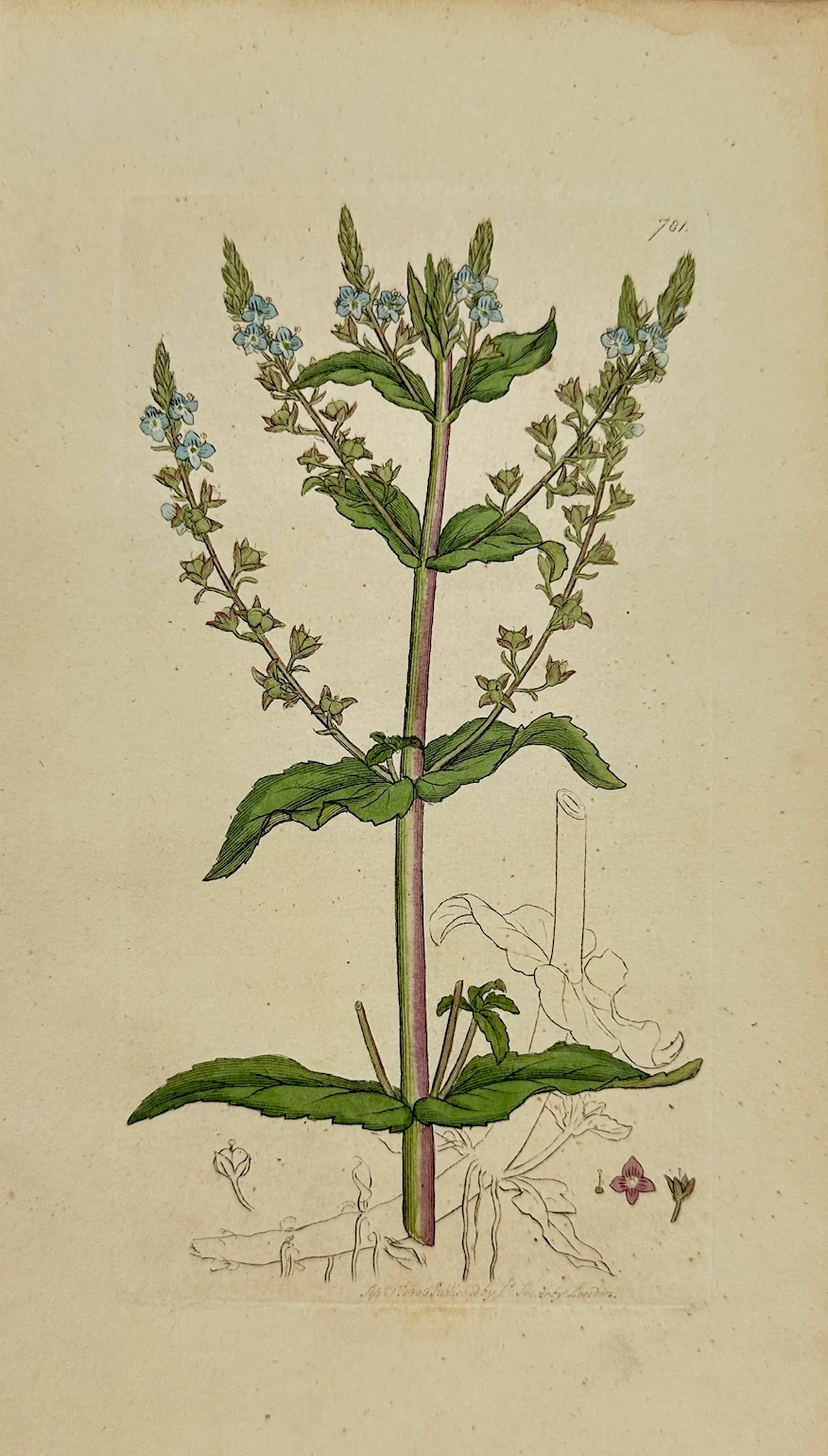 Antique Print - James Sowerby - Veronica Anagallis - Water Speedwell ...