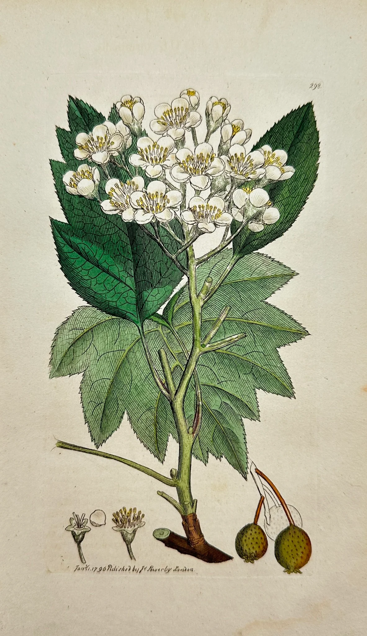 Antique Print - James Sowerby - Crataegus Torminalis - Wild Service ...