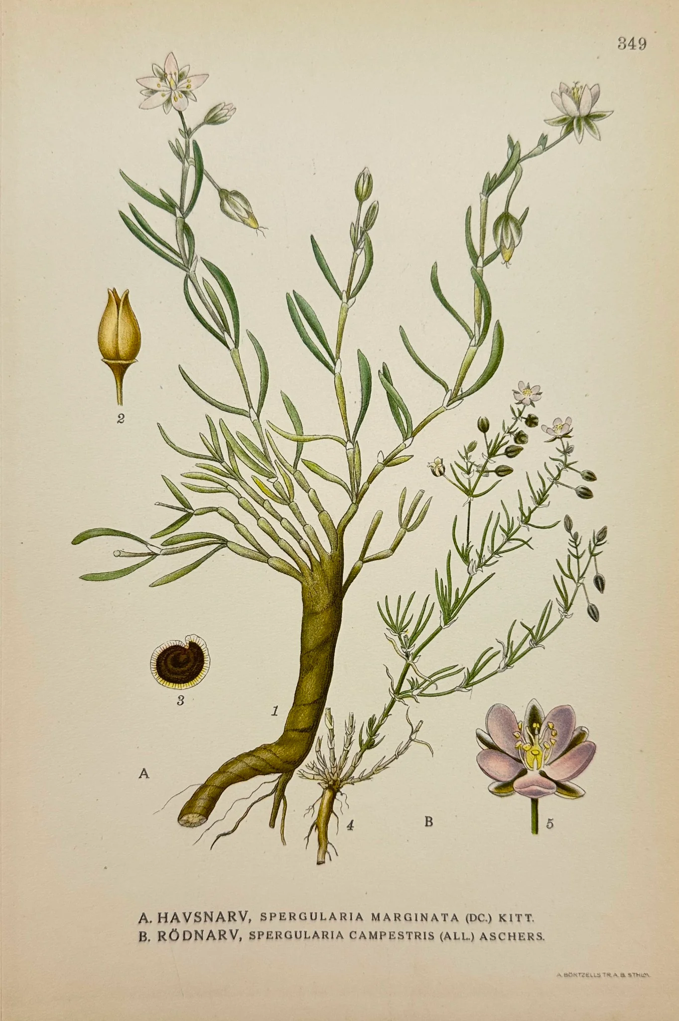 Antique Print - Carl Lindman - Saltmarsh Sandspurry - Red Sandspurry ...