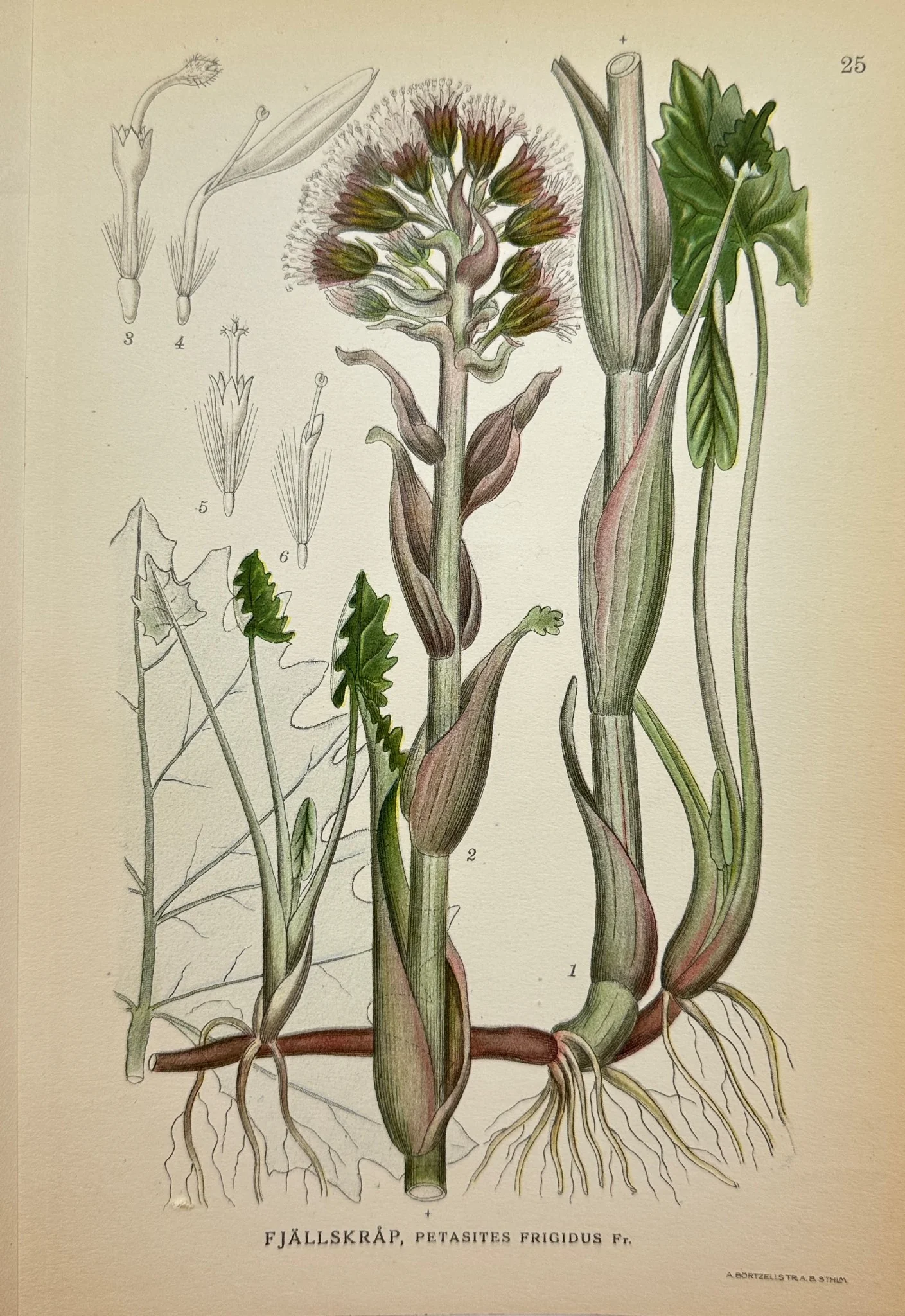 Antique Botanical Print - Carl Lindman - Sweet Colt's-foot - Stockholm ...
