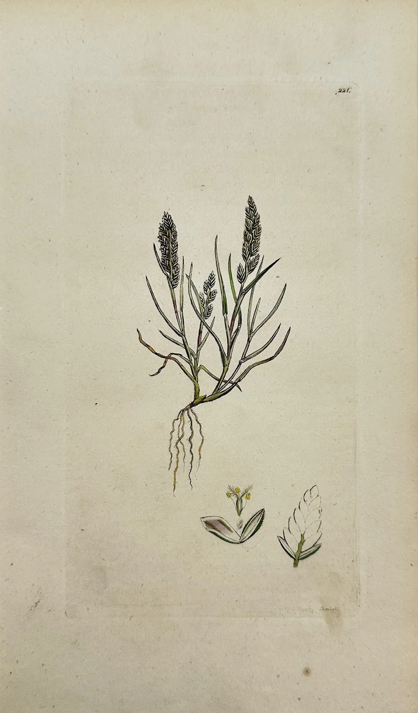 Antique Botanical Print - Sowerby - Triticum Loliaceum - Darnel Wheat ...