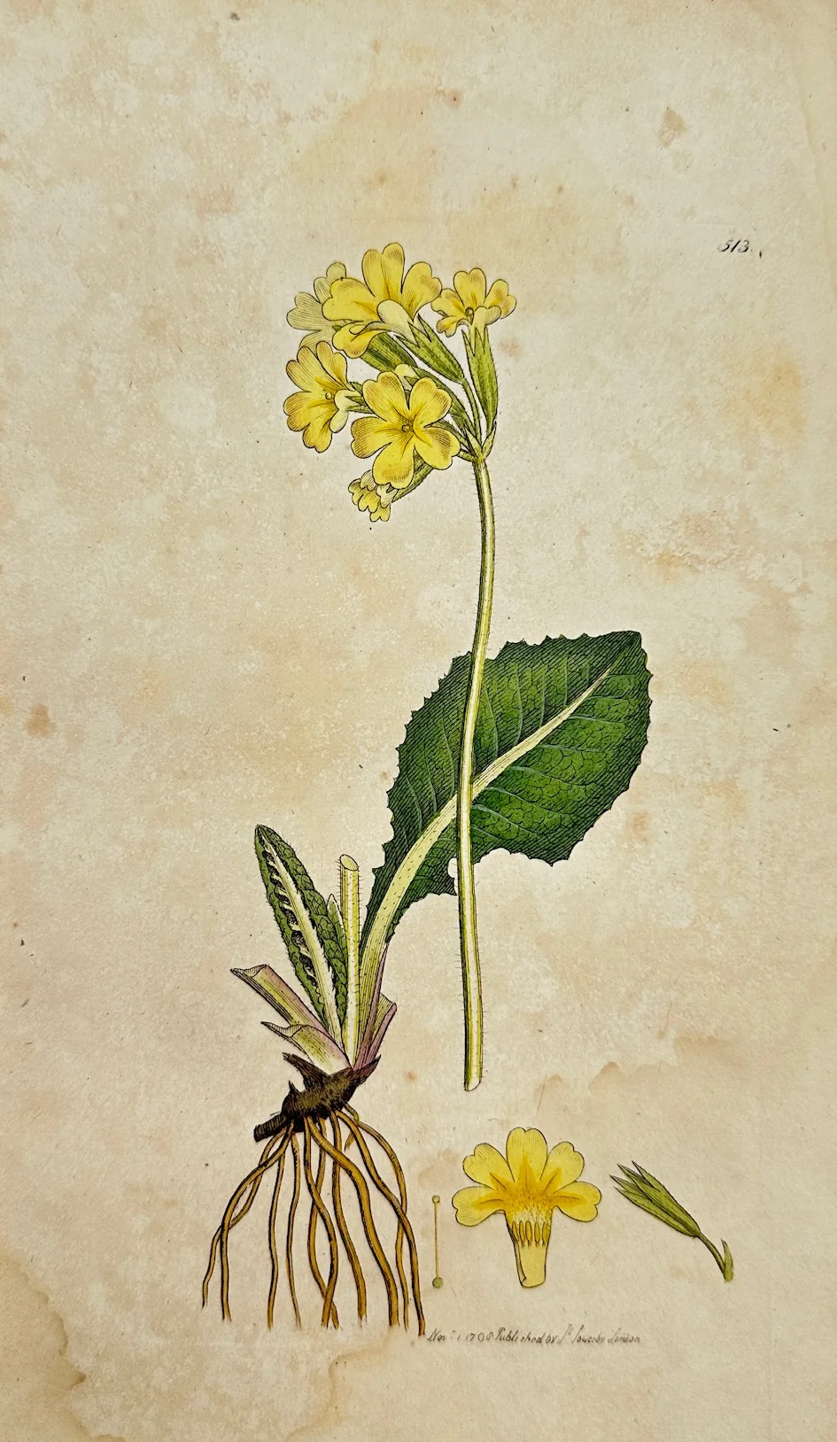 Antique Botanical Engraving - James Sowerby - Primula Elatior - Oxlip ...