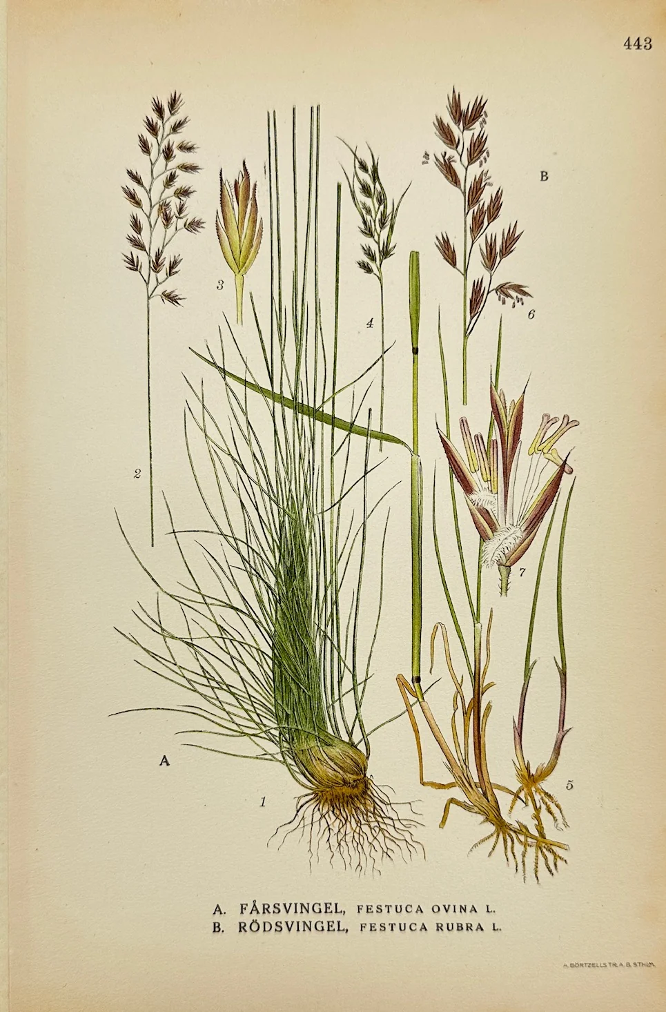 Antique Botanical Print - Carl Lindman - Sheep's Fescue and Red Fescue ...