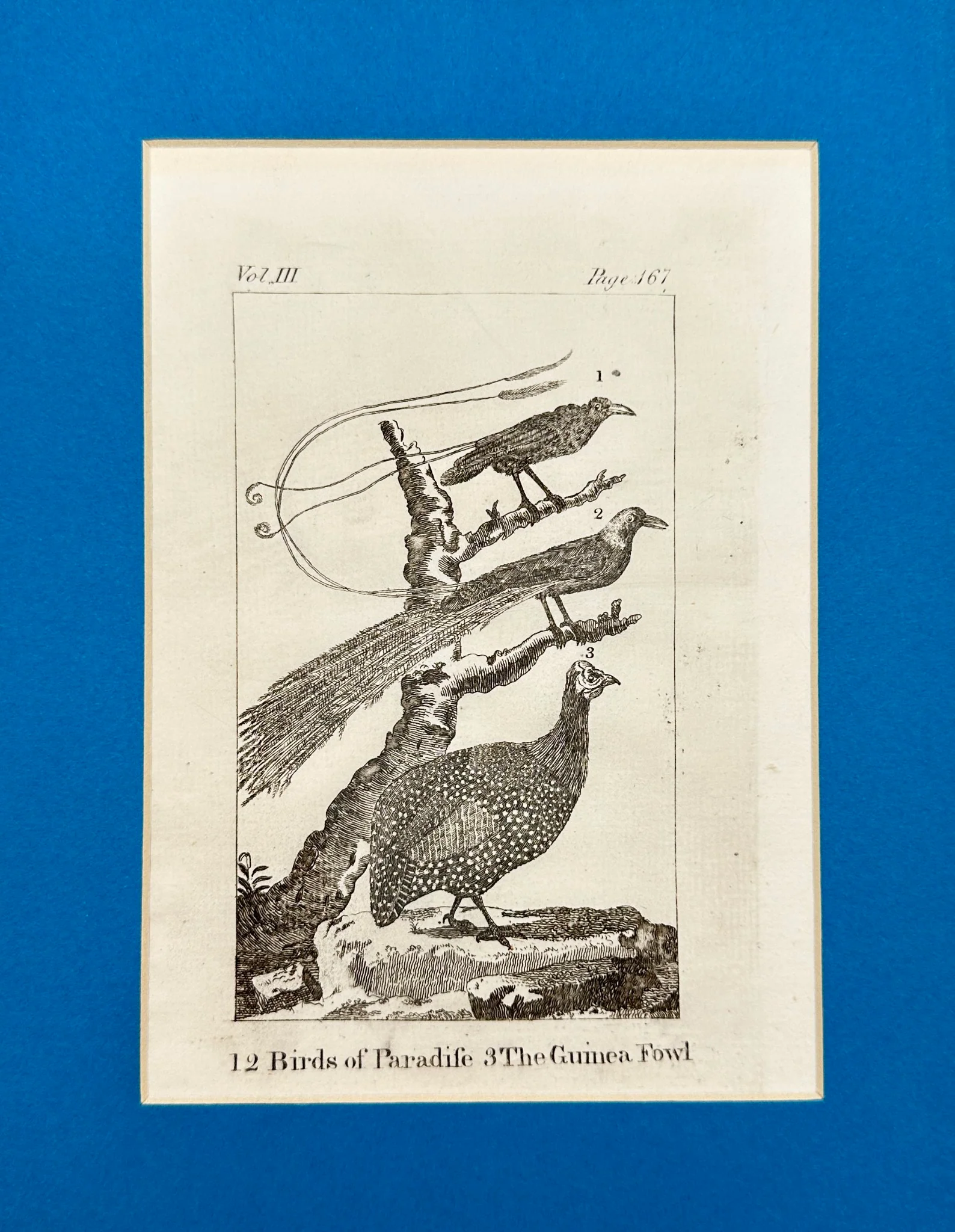 Antique Bird Print - Oliver Goldsmith - Guinea Fowl - Numida Meleagris ...