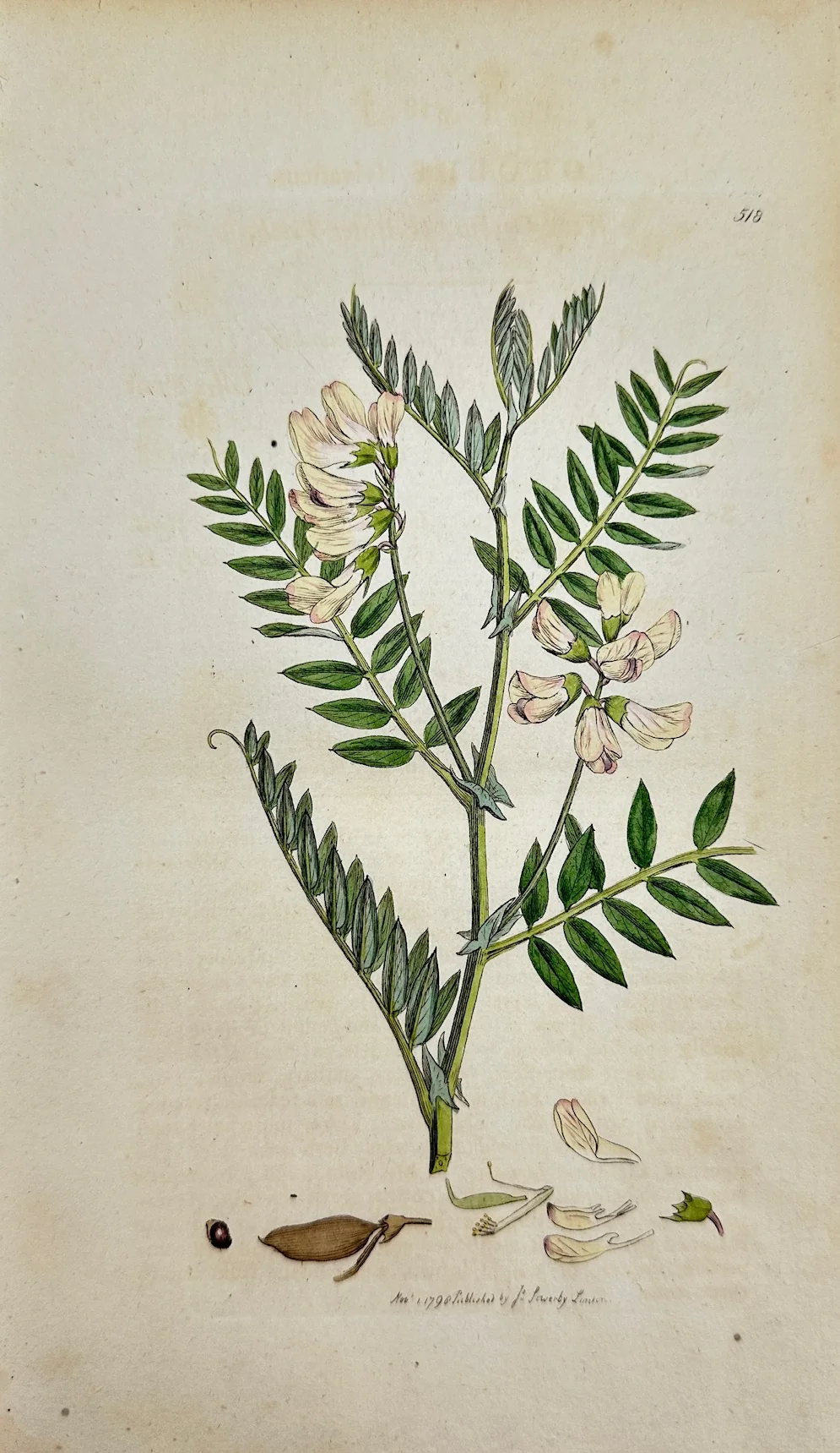 Antique Botanical Print - James Sowerby - Orobus Fylvaticus - Wood ...